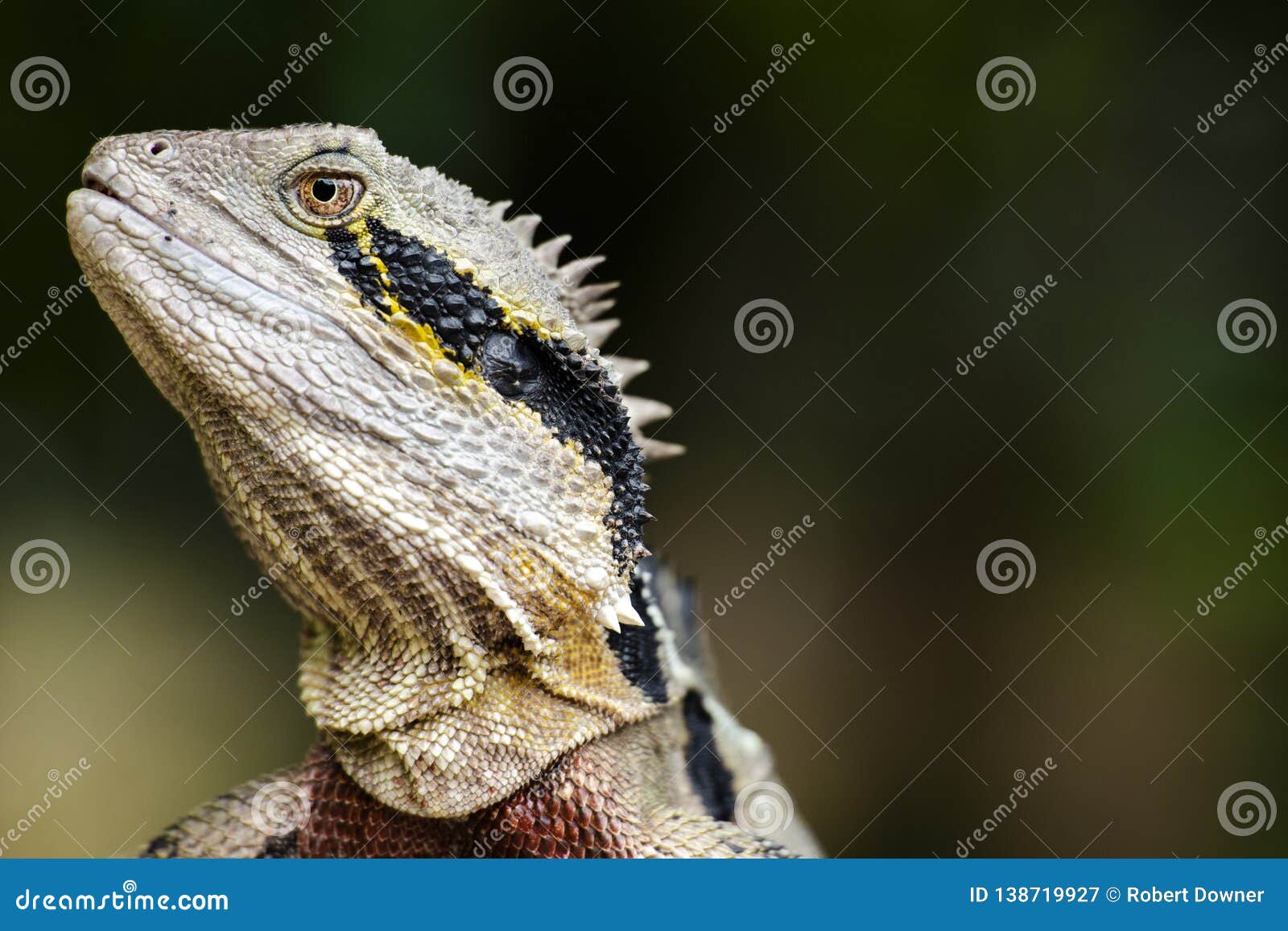 Eastern Water Dragon Lizard Stock Image - Image of scale, water: 138719927