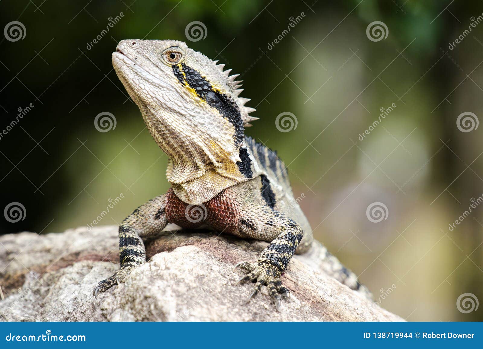 Eastern Water Dragon Lizard Stock Photo - Image of lizard, closeup ...