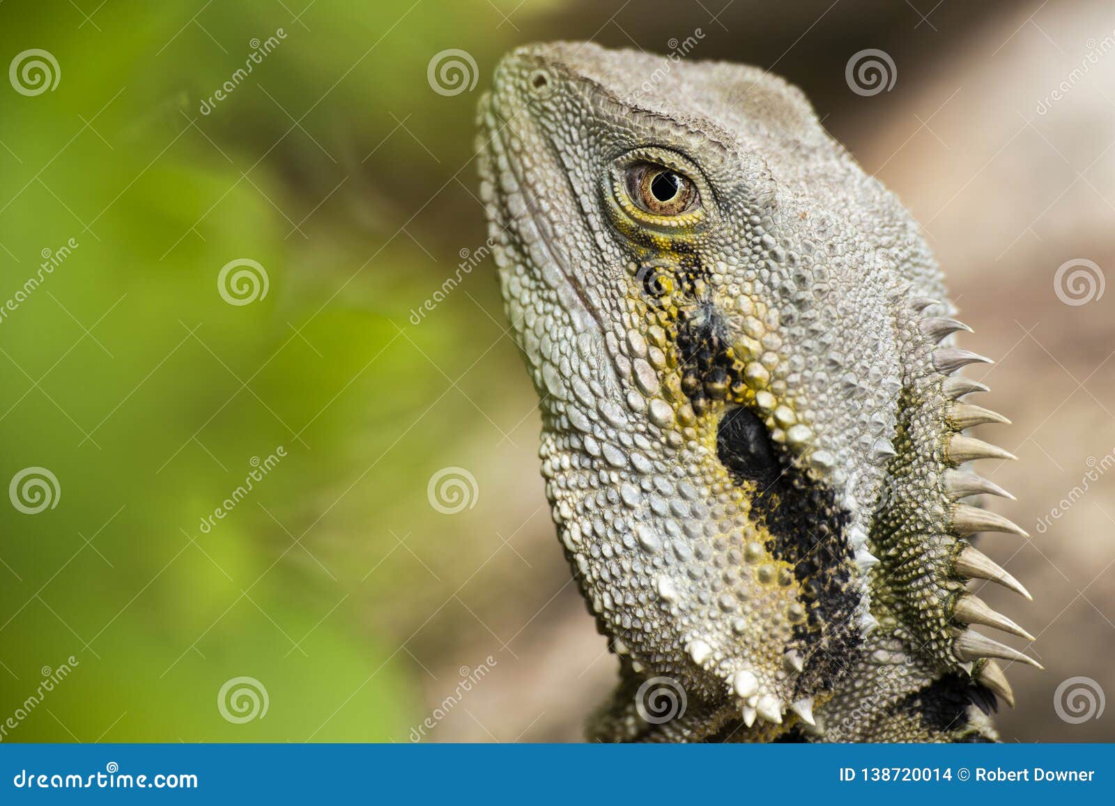 Eastern Water Dragon Lizard Stock Photo - Image of scale, reptilian ...