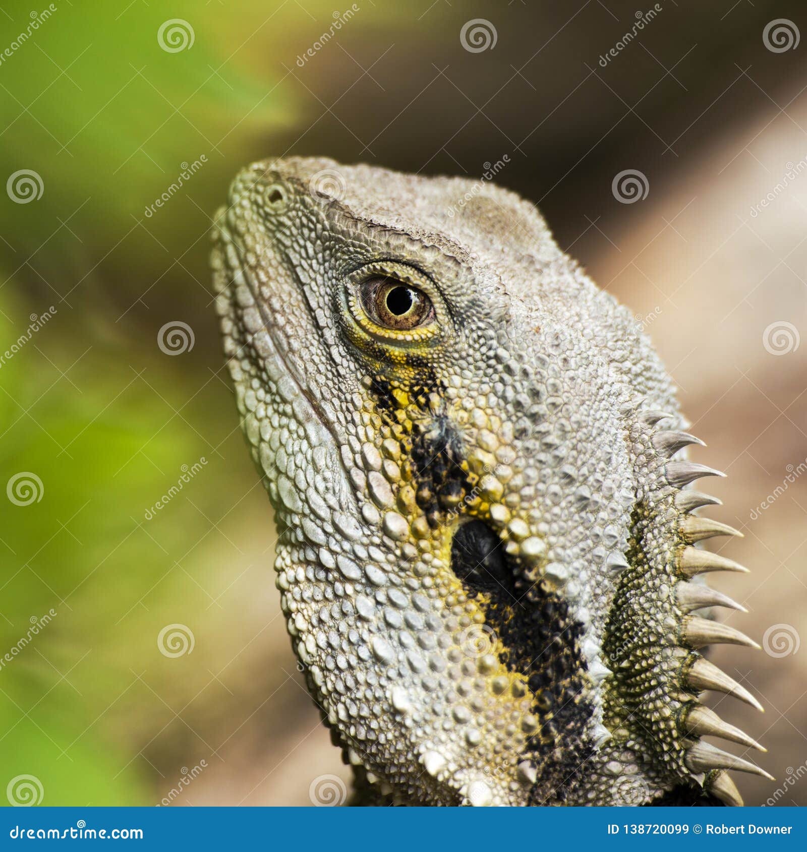 Eastern Water Dragon Lizard Stock Image - Image of closeup, looking ...
