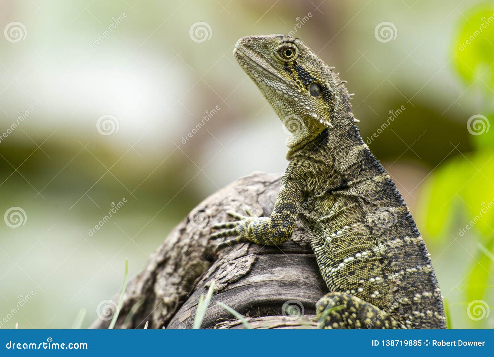Eastern Water Dragon Lizard Stock Image - Image of looking, water ...