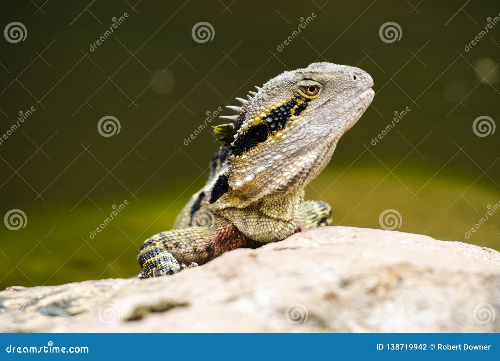 Eastern Water Dragon Lizard Stock Photo - Image of lizard, water: 138719942
