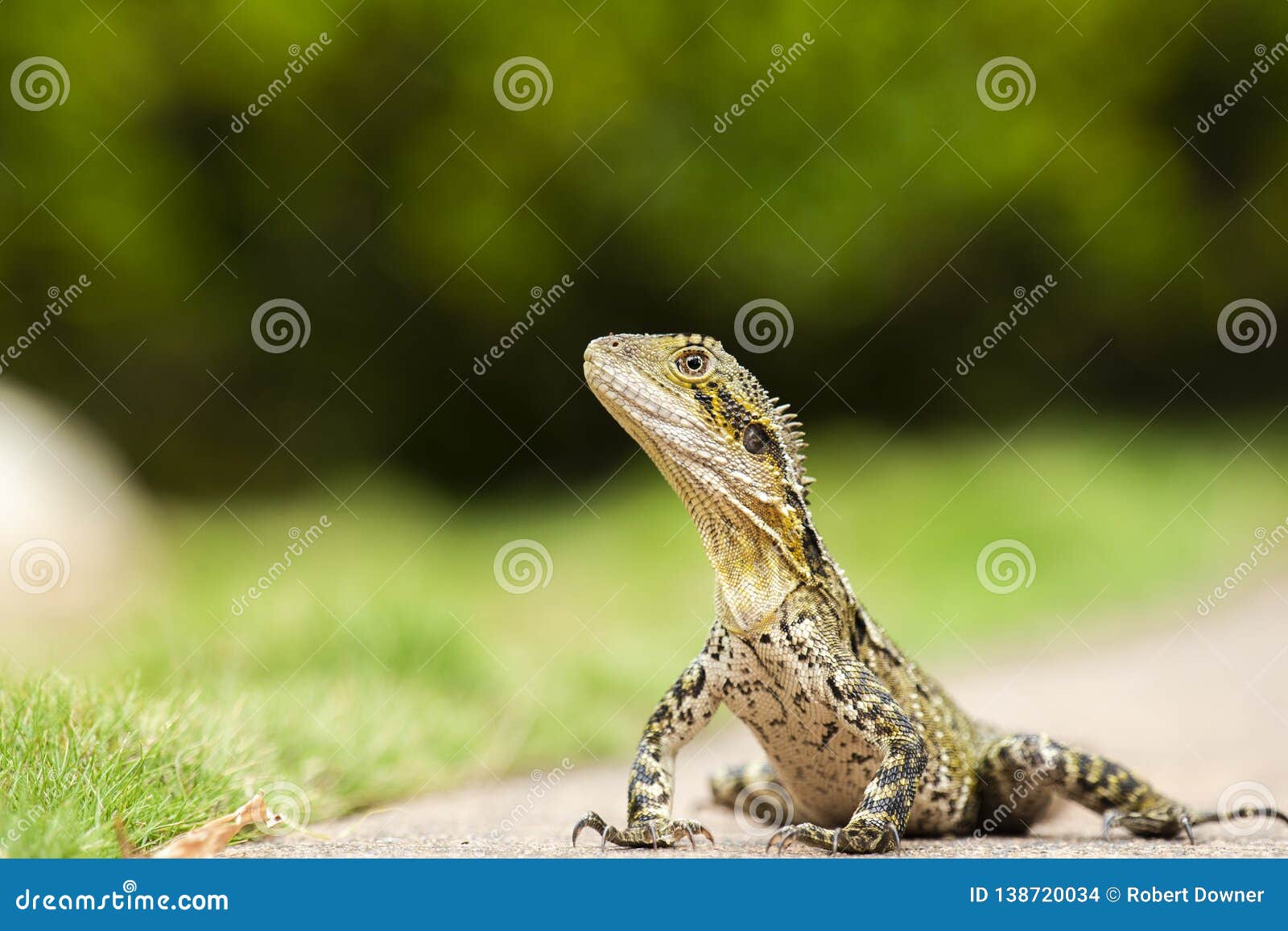 Eastern Water Dragon Lizard Stock Photo - Image of easter, macro: 138720034