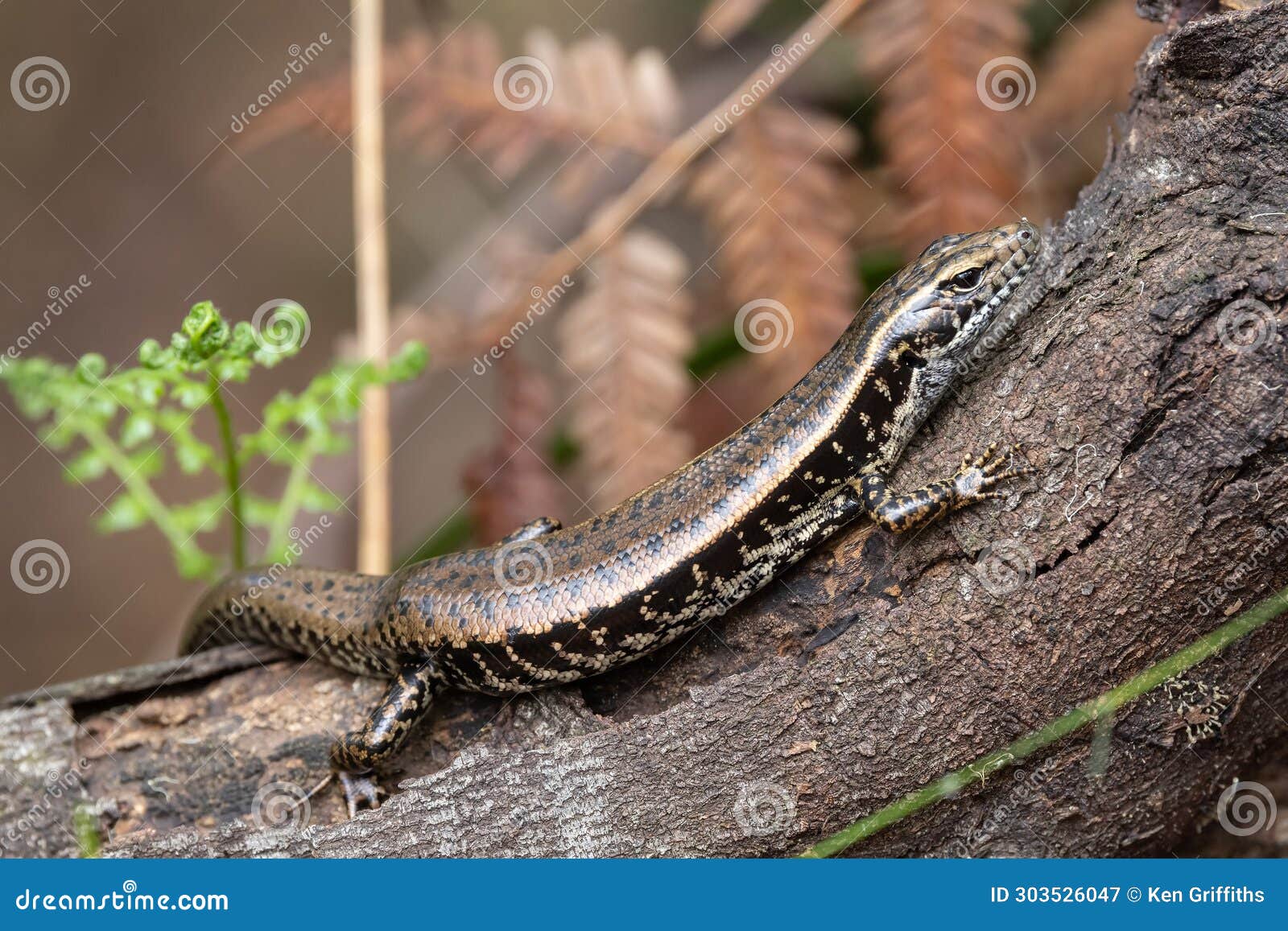 Eastern Water Skink stock image. Image of eulamprus - 303526047