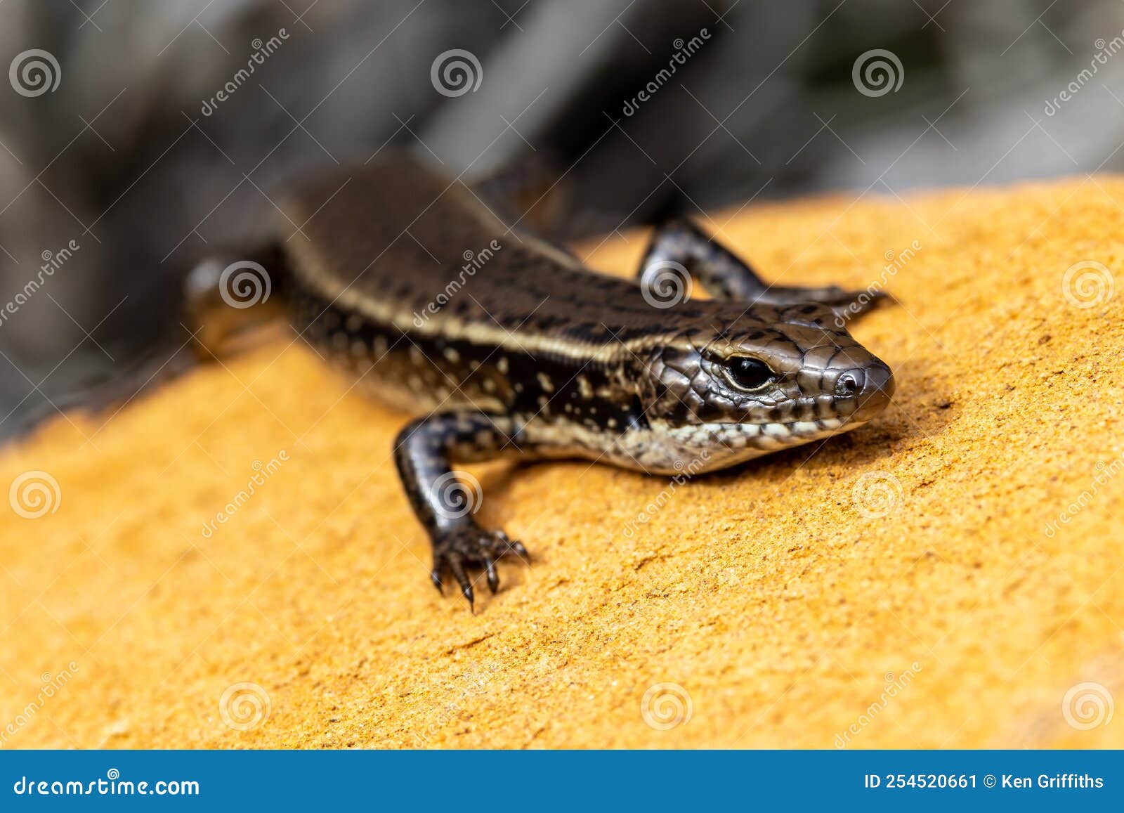 Eastern Water Skink stock image. Image of australia - 254520661