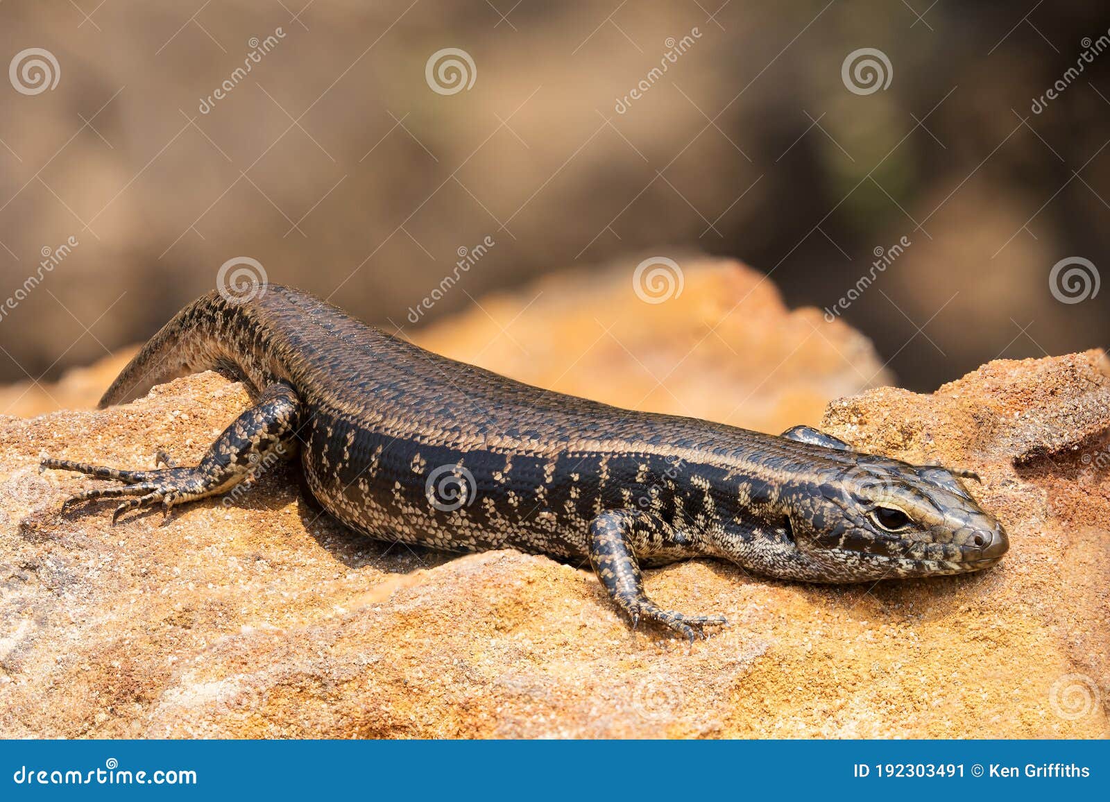 Eastern Water Skink stock image. Image of stacking, australia - 192303491