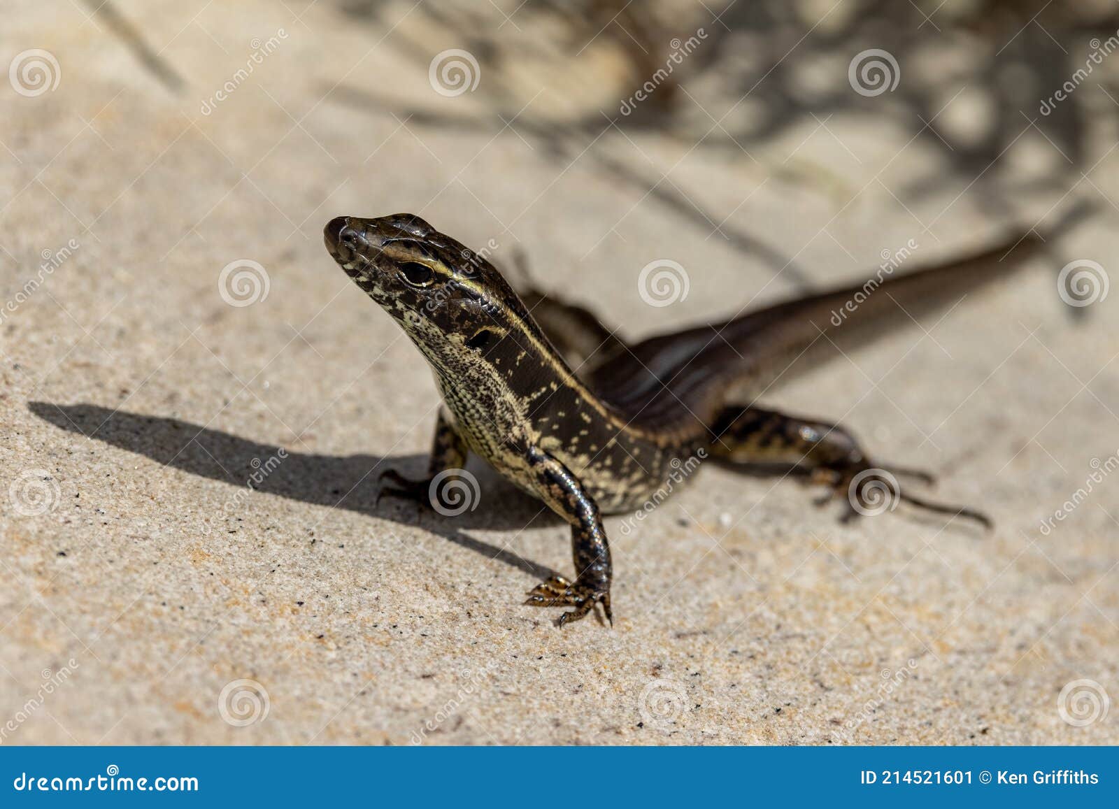 Eastern Water Skink stock image. Image of nature, australia - 214521601