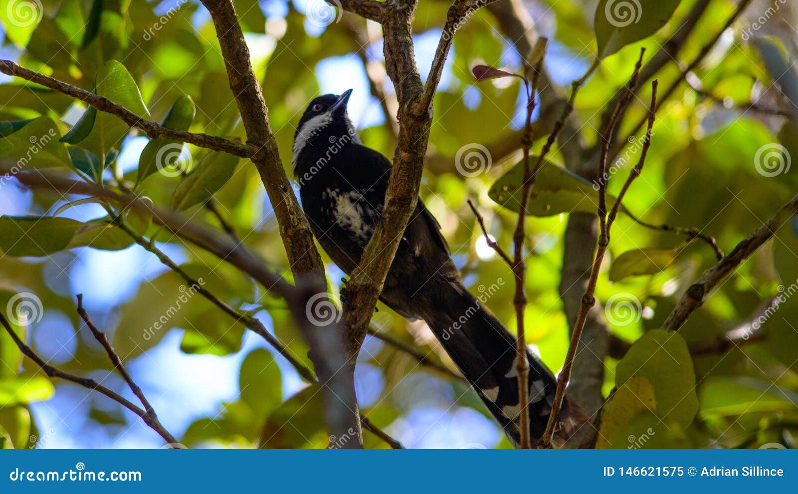 Eastern Whip Bird stock image. Image of beak, bird, whip - 146621575