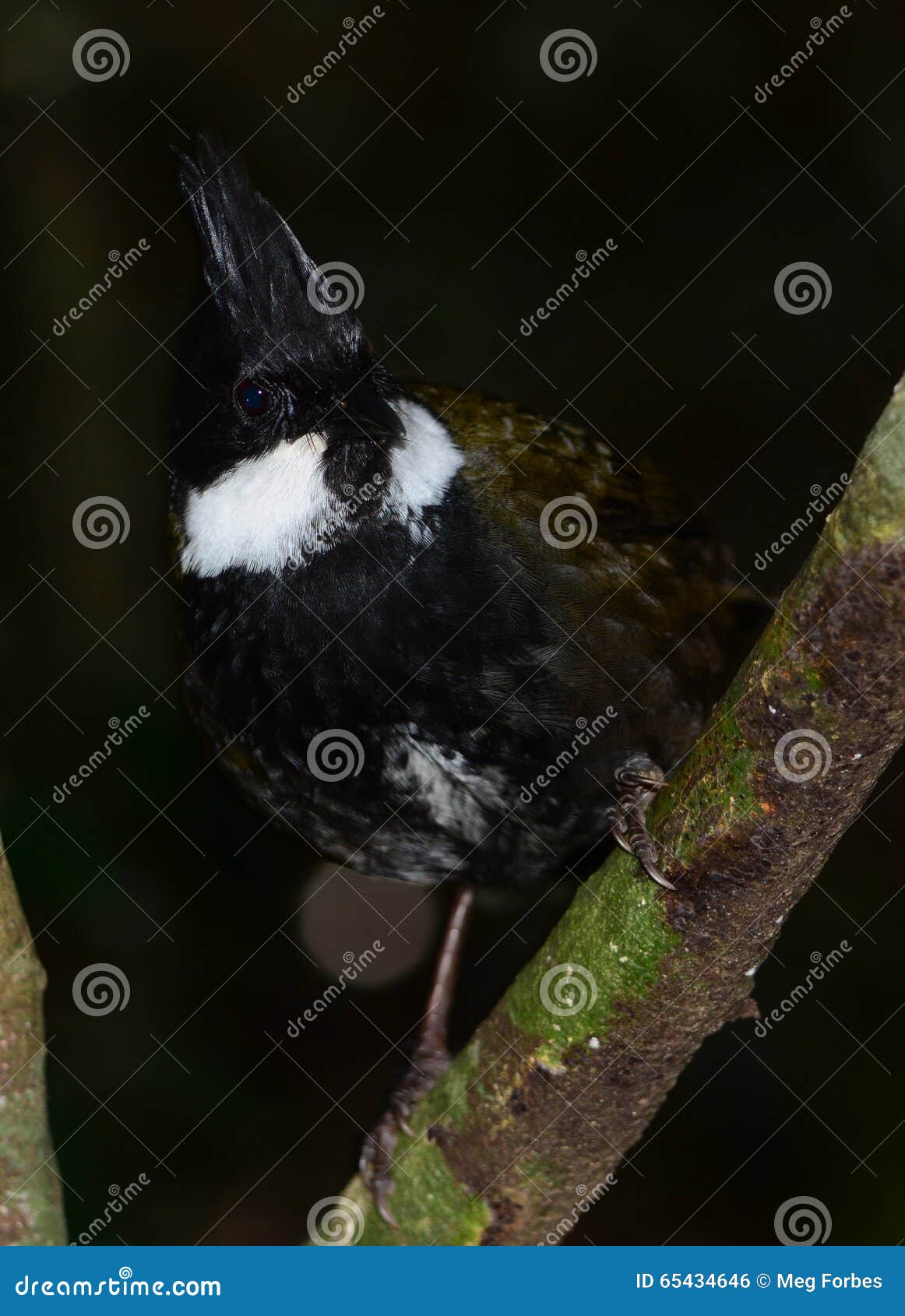 Eastern whip bird stock photo. Image of australia, white - 65434646