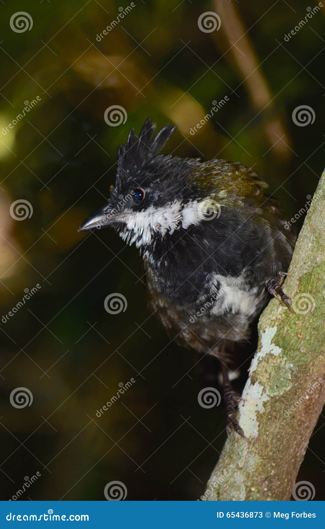 Eastern whip bird stock image. Image of small, queensland - 65436873