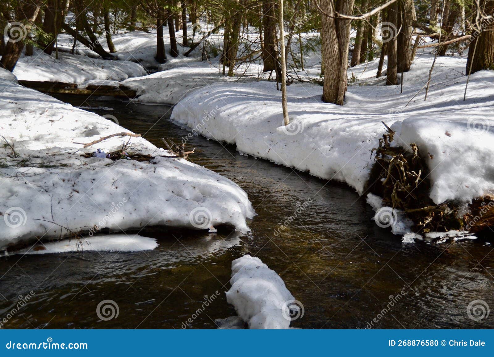 Eastern White Cedar (Thuja Occidentalis) Trees Casting Shadows Over ...