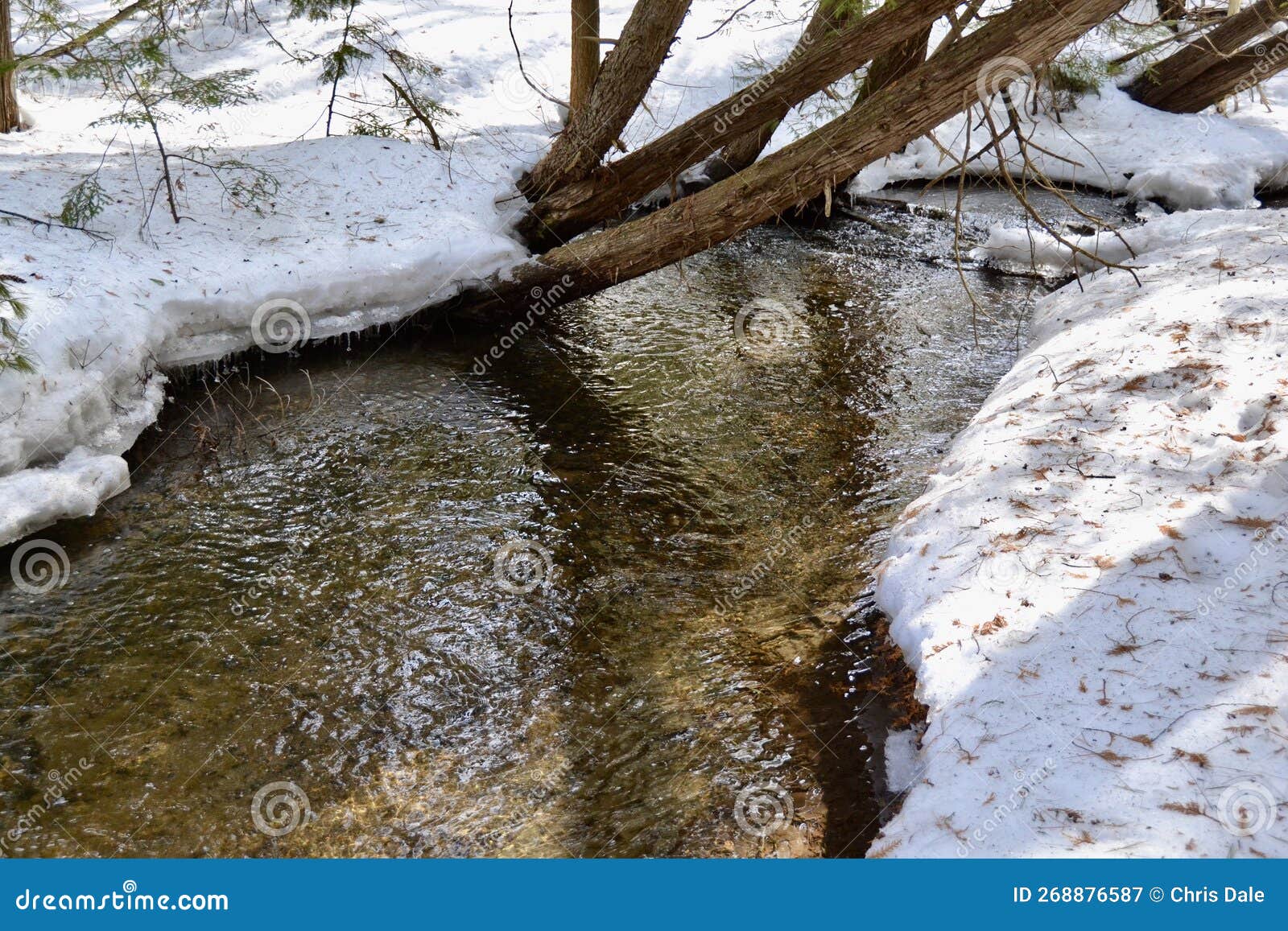 Eastern White Cedar (Thuja Occidentalis) Trees Casting Shadows Over ...