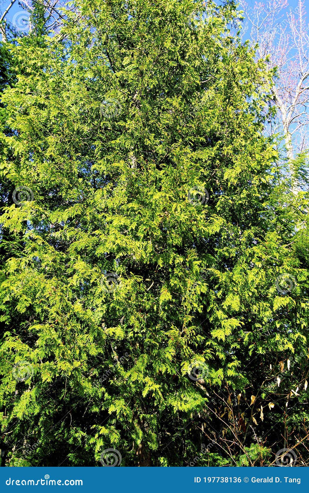 Eastern White Cedar 36526 stock photo. Image of thuja - 197738136