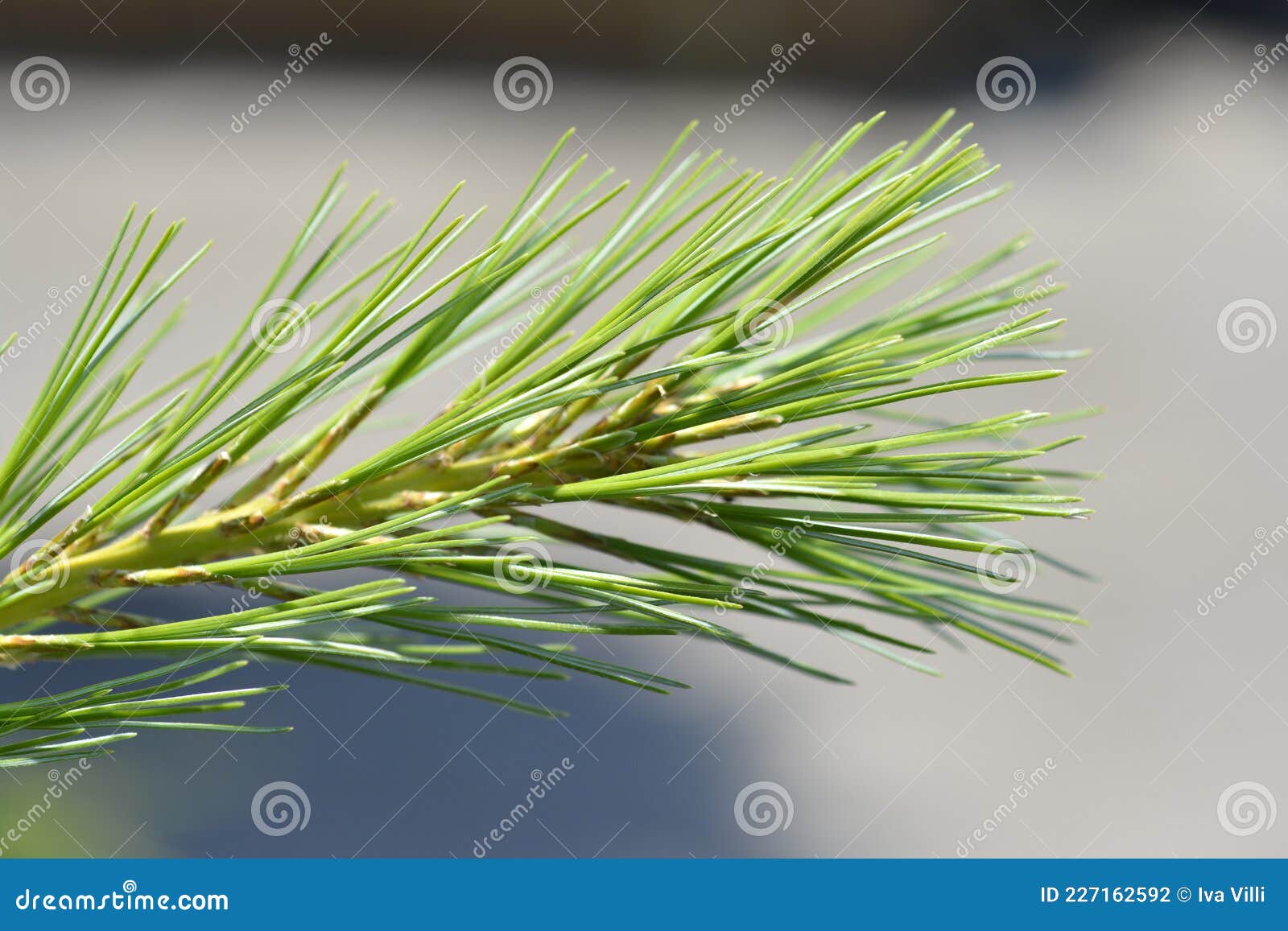 Eastern White Pine Blue Shag Stock Photo - Image of soft, spring: 227162592