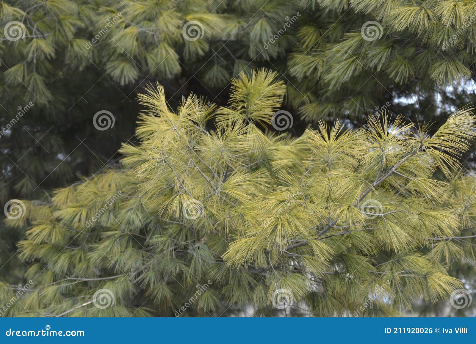 Eastern white pine stock photo. Image of yellow, green - 211920026