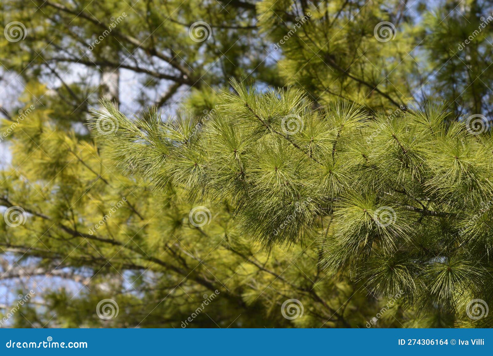 Eastern white pine stock photo. Image of pinus, eastern - 274306164