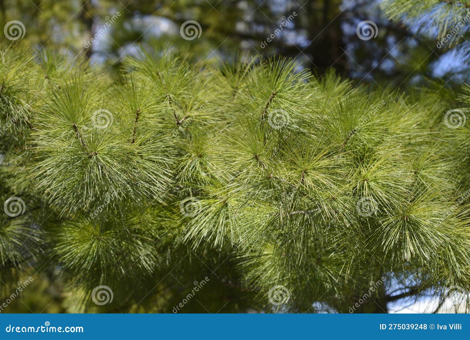 Eastern white pine stock photo. Image of eastern, needle - 275039248