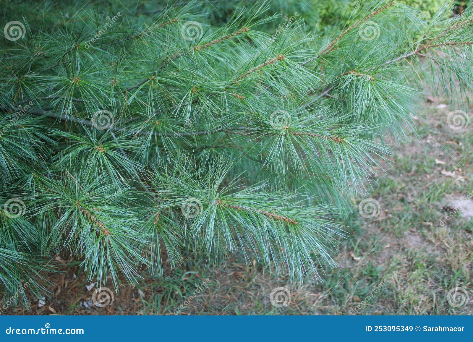 An Eastern White Pine Branch Stock Image - Image of foliage, branches ...