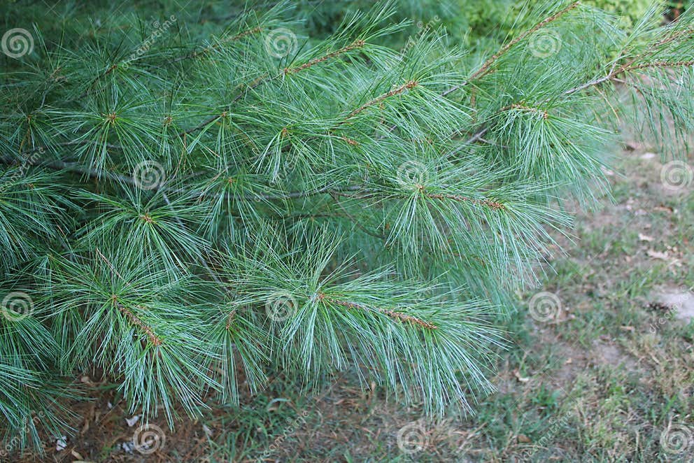 An Eastern White Pine Branch Stock Image - Image of foliage, branches ...