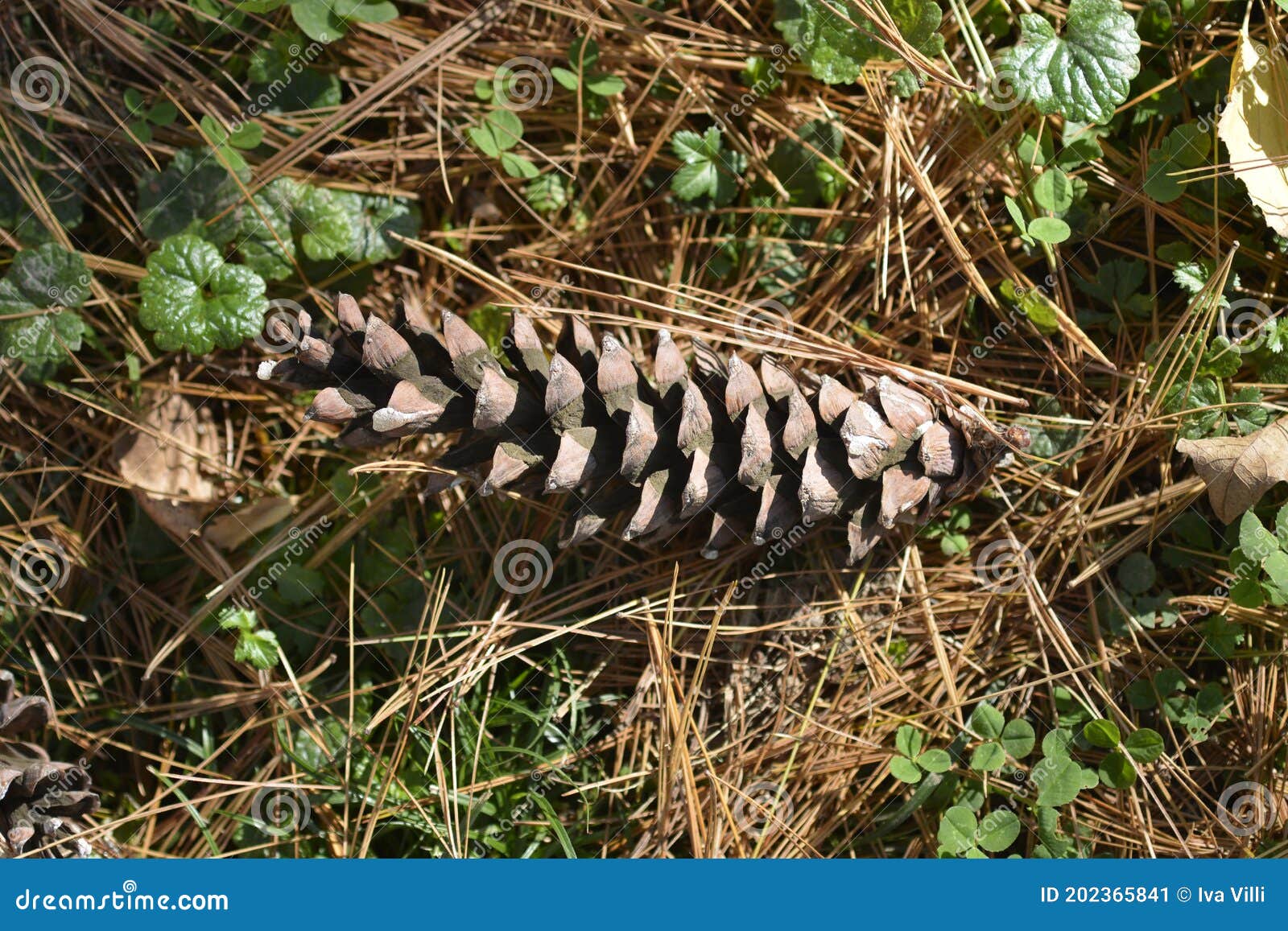 Eastern white pine cone stock image. Image of soft, weymouth - 202365841
