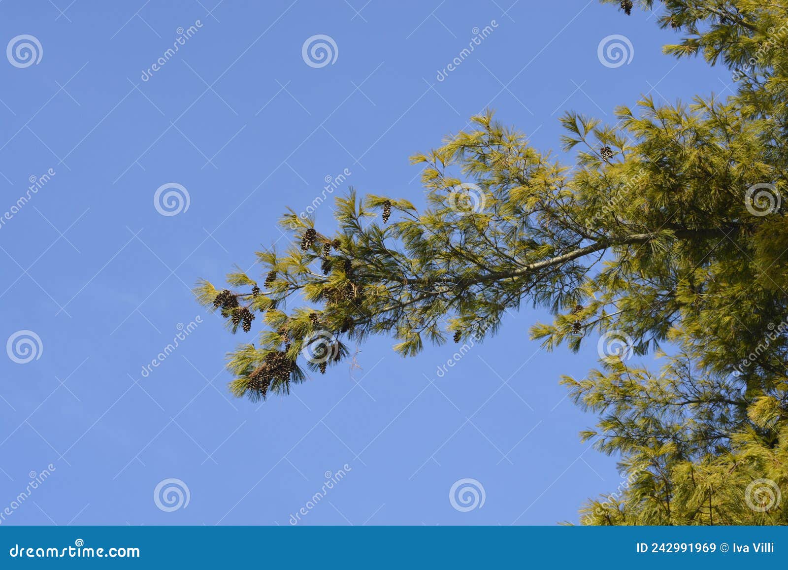 Eastern white pine stock image. Image of close, weymouth - 242991969