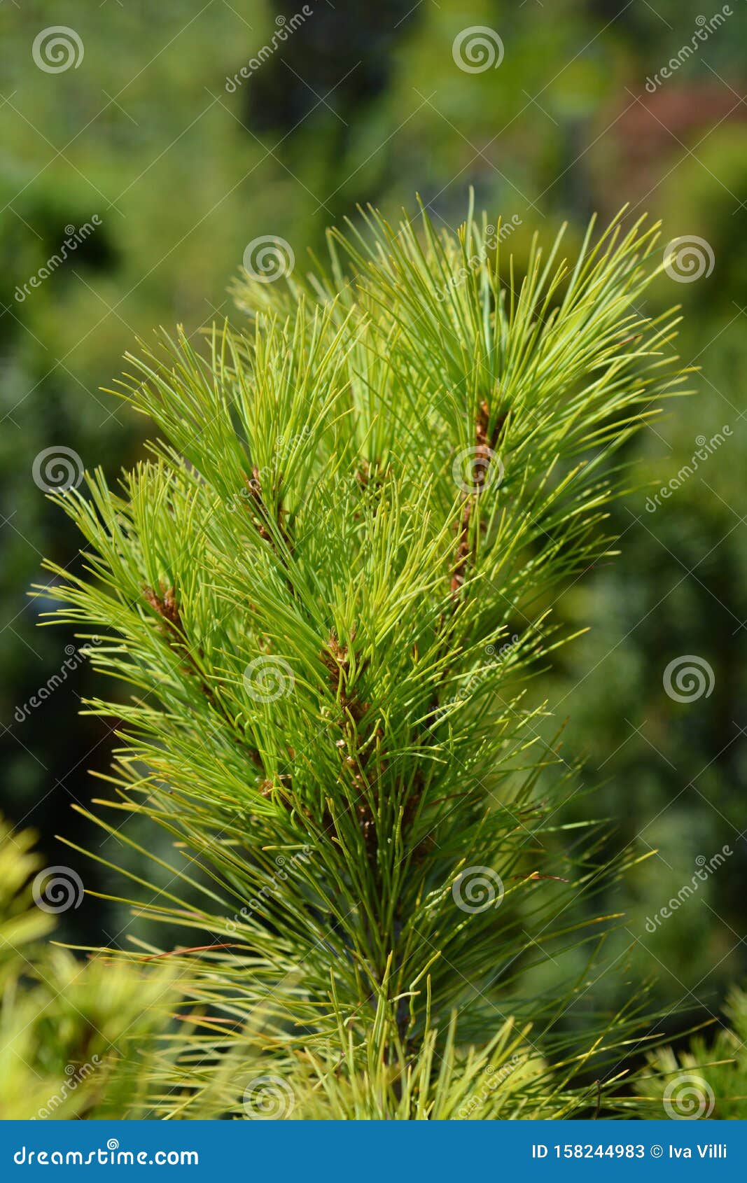 Eastern white pine stock image. Image of strobus, pine - 158244983