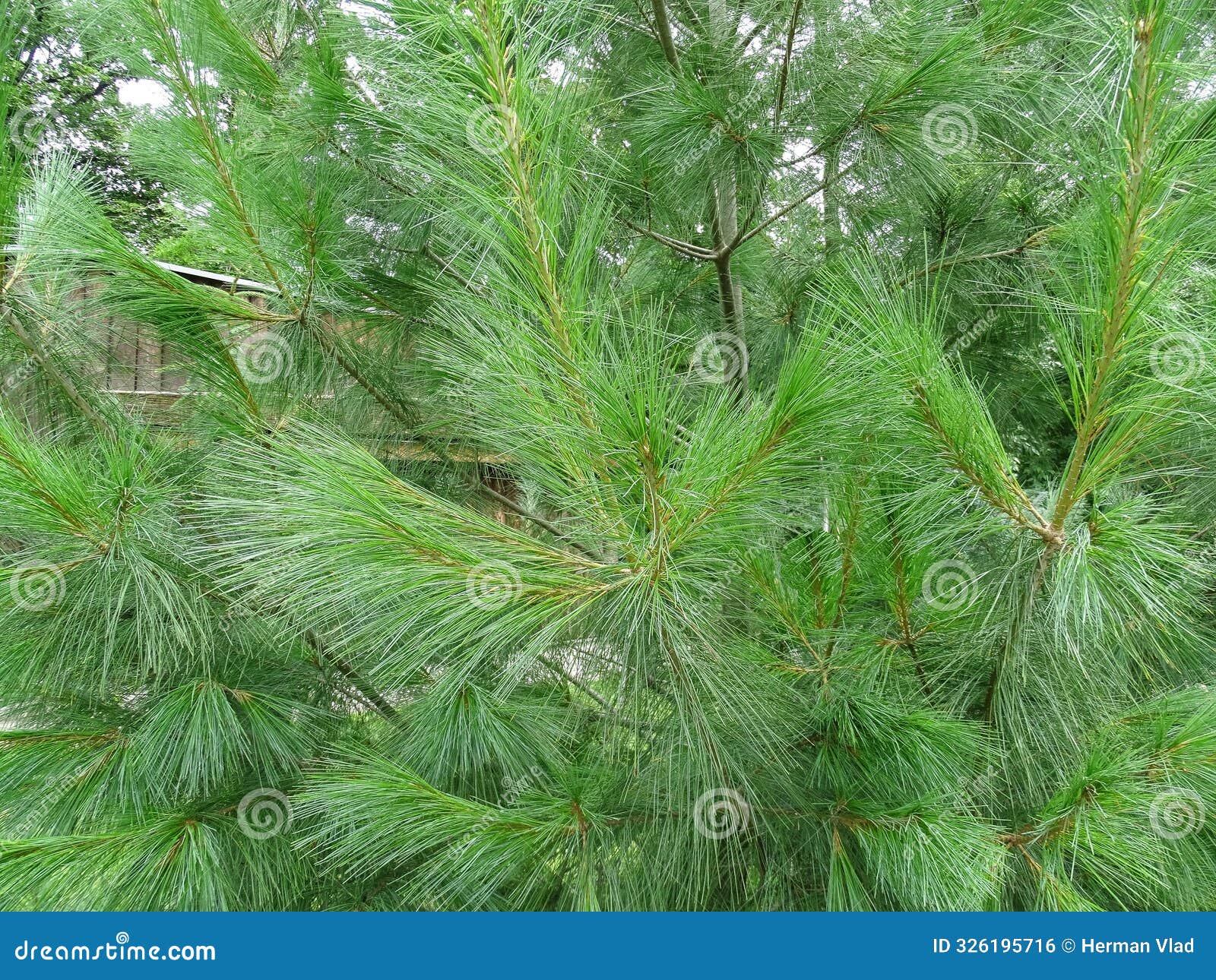 Eastern White Pine. Pinus Strobus Stock Photo - Image of landscape ...