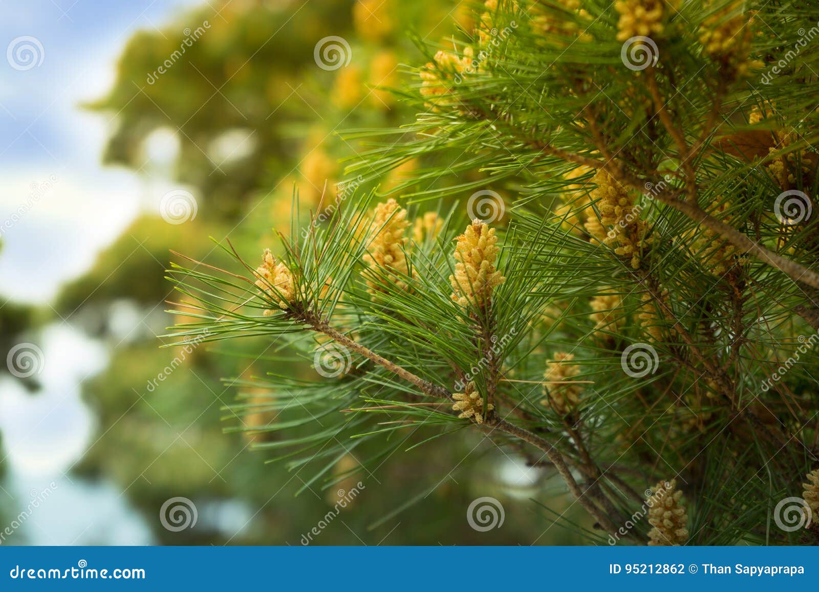 Pinus Strobus Plant, Large Tree. Grows In The North-Eastern Regions Of ...