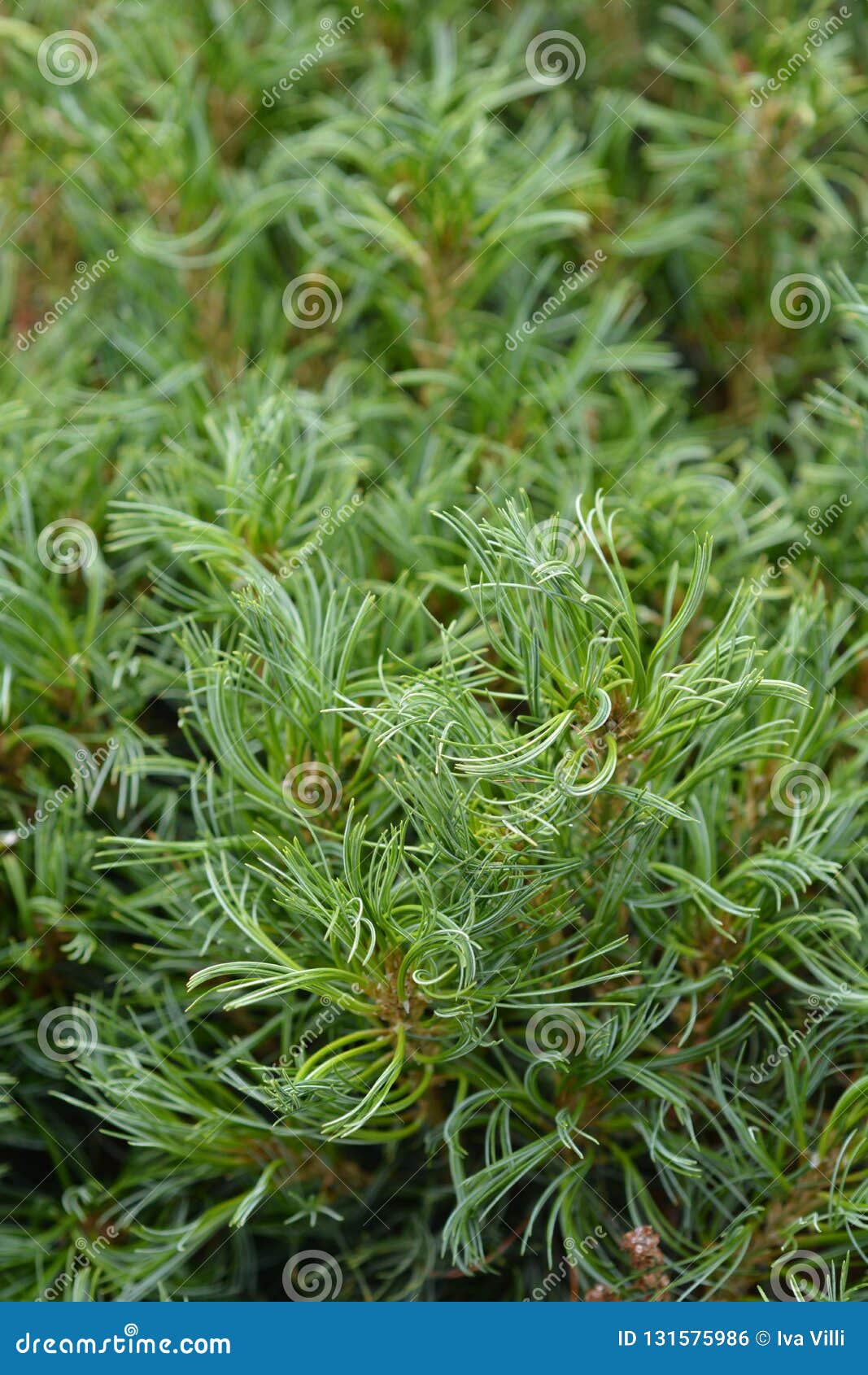 Eastern White Pine Tiny Kurls Stock Photo - Image of branch, kurls ...