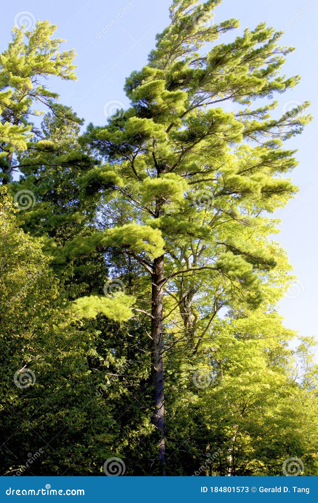 Eastern White Pine 841879 stock image. Image of tree - 184801573