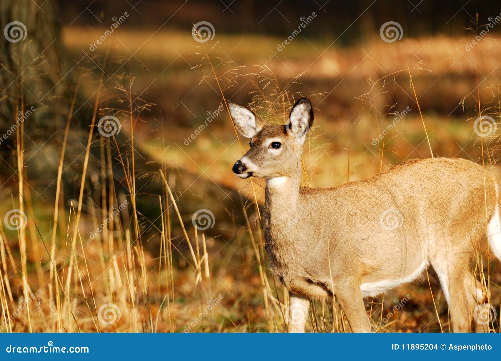 Eastern Whitetail Deer Doe stock photo. Image of whitetail - 11895204