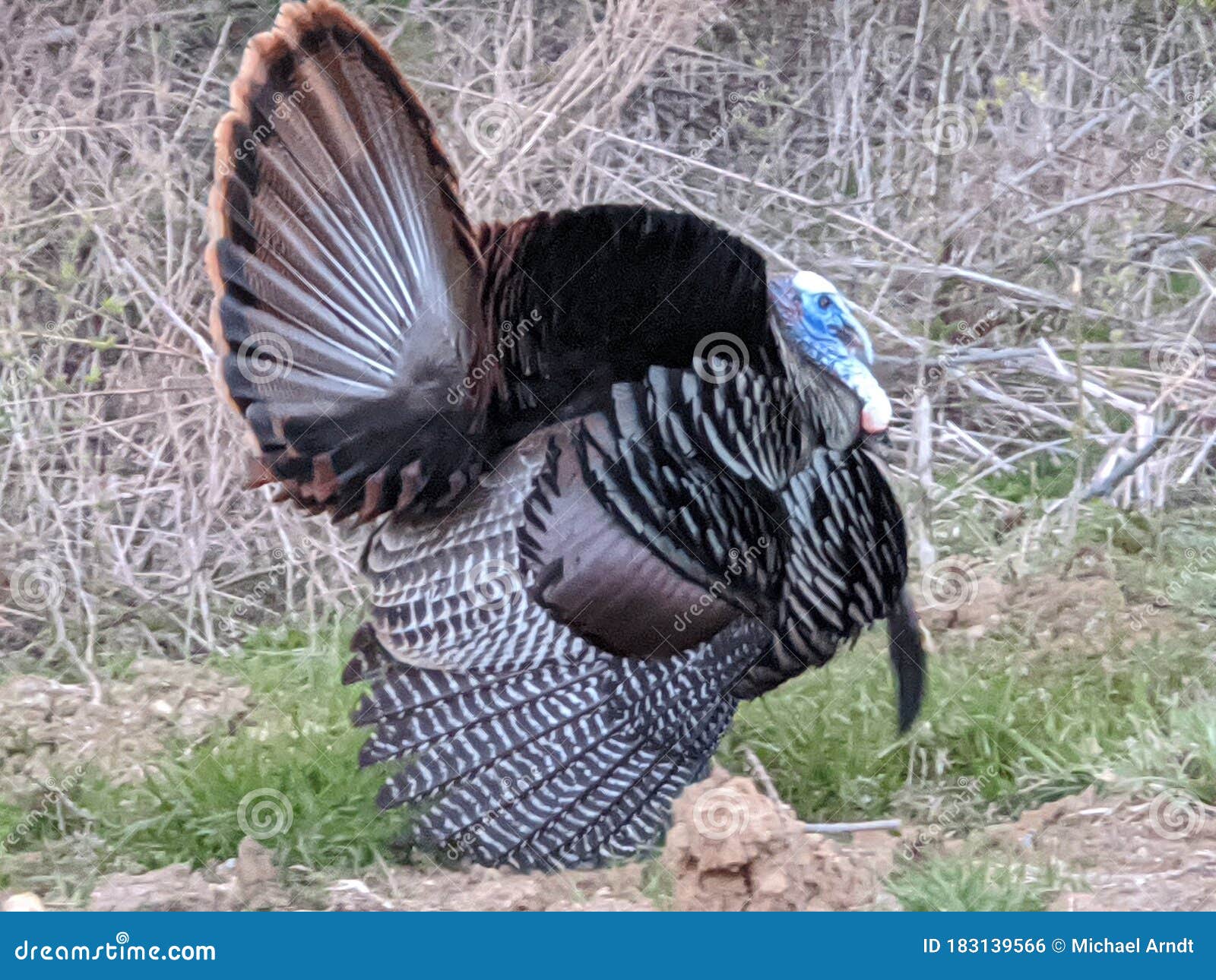 Eastern Wild Turkey stock photo. Image of bird, eastern - 183139566