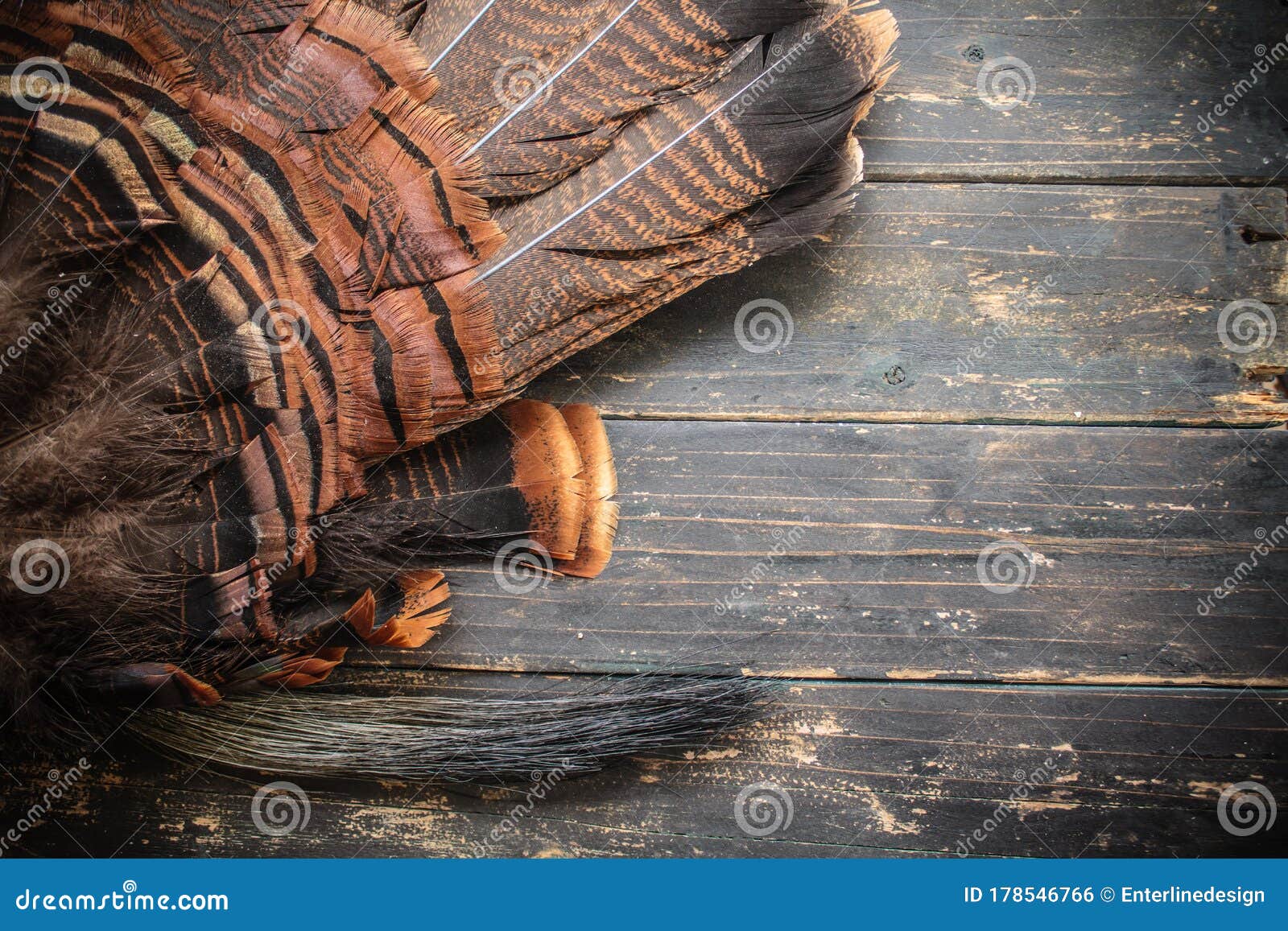Eastern Wild Turkey Feathers and Beard Stock Photo - Image of bird ...
