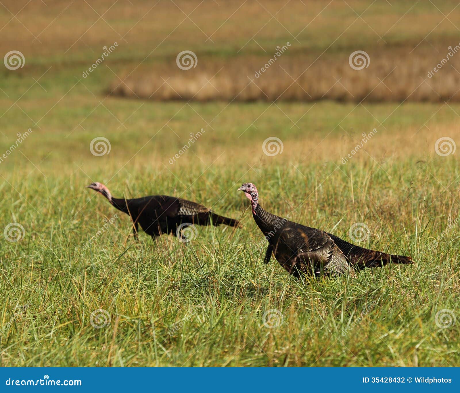 An Eastern Wild Turkey Male Meleagris Gallopavo Animal In Full ...