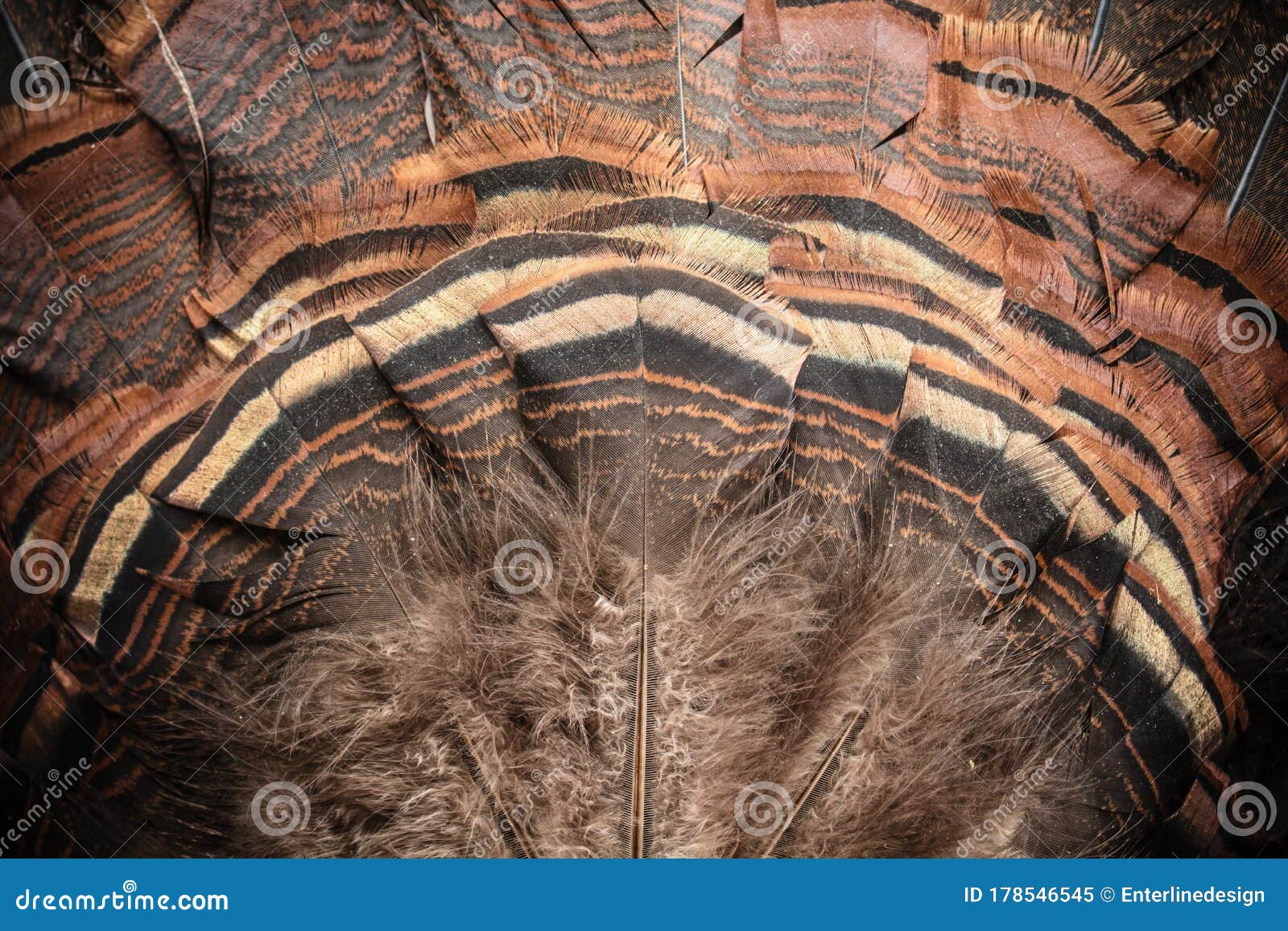 Eastern Wild Turkey Tail Feathers Fan Closeup Stock Image - Image of ...