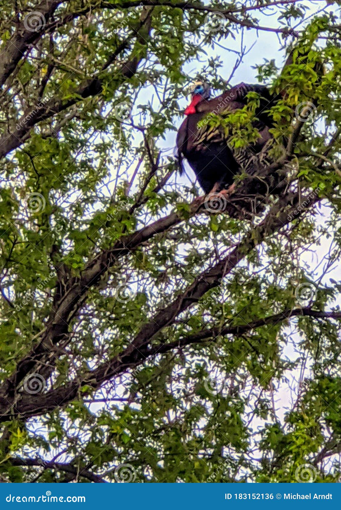 Eastern Wild Turkey in a Tree Stock Photo - Image of eastern, tree ...