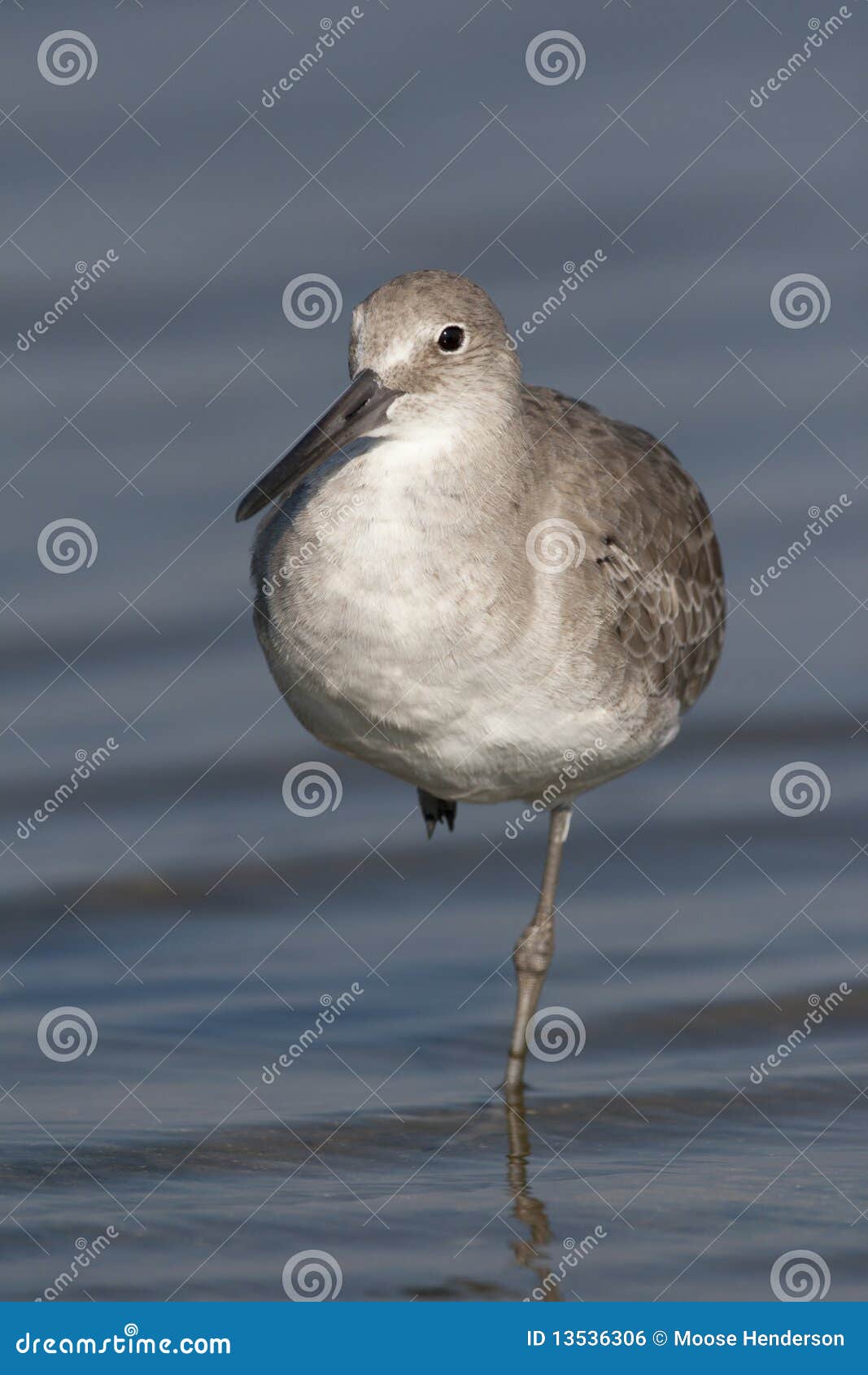 Eastern Willet stock photo. Image of nature, aves, shorebirds - 13536306
