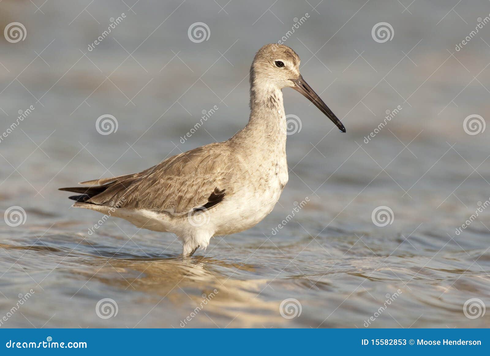 Eastern Willet stock image. Image of desoto, creatures - 15582853