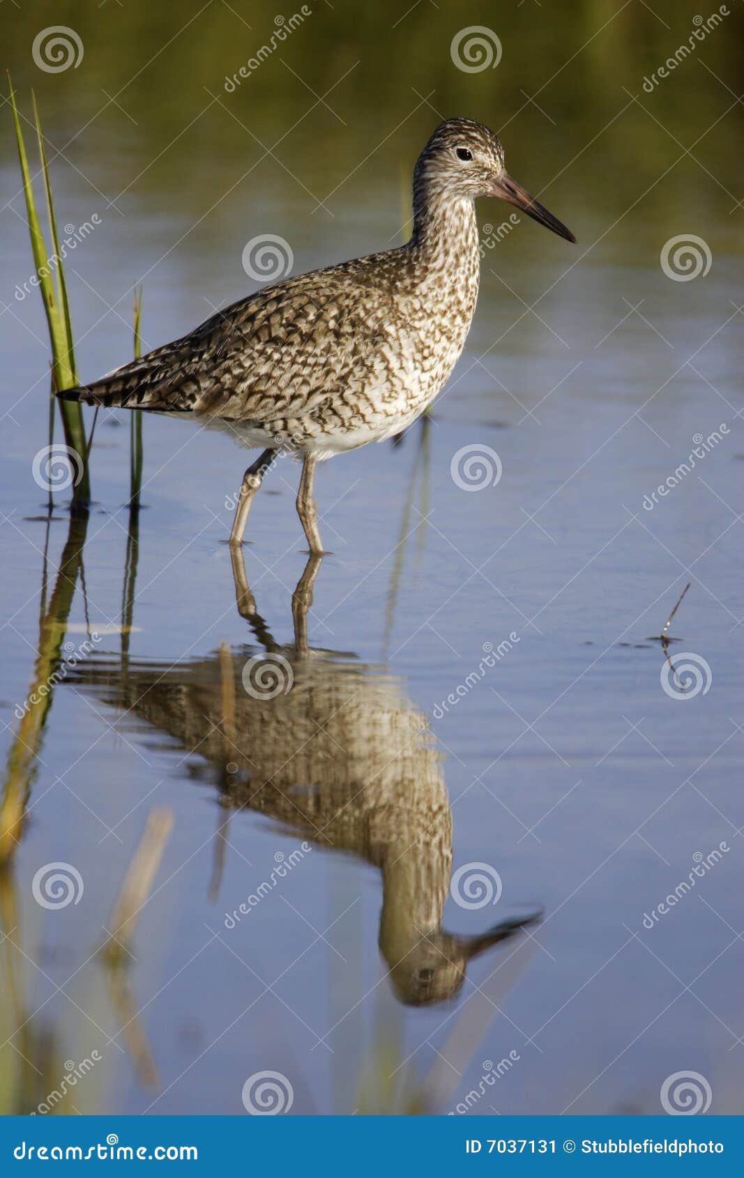 Eastern Willet stock image. Image of nature, shore, beak - 7037131