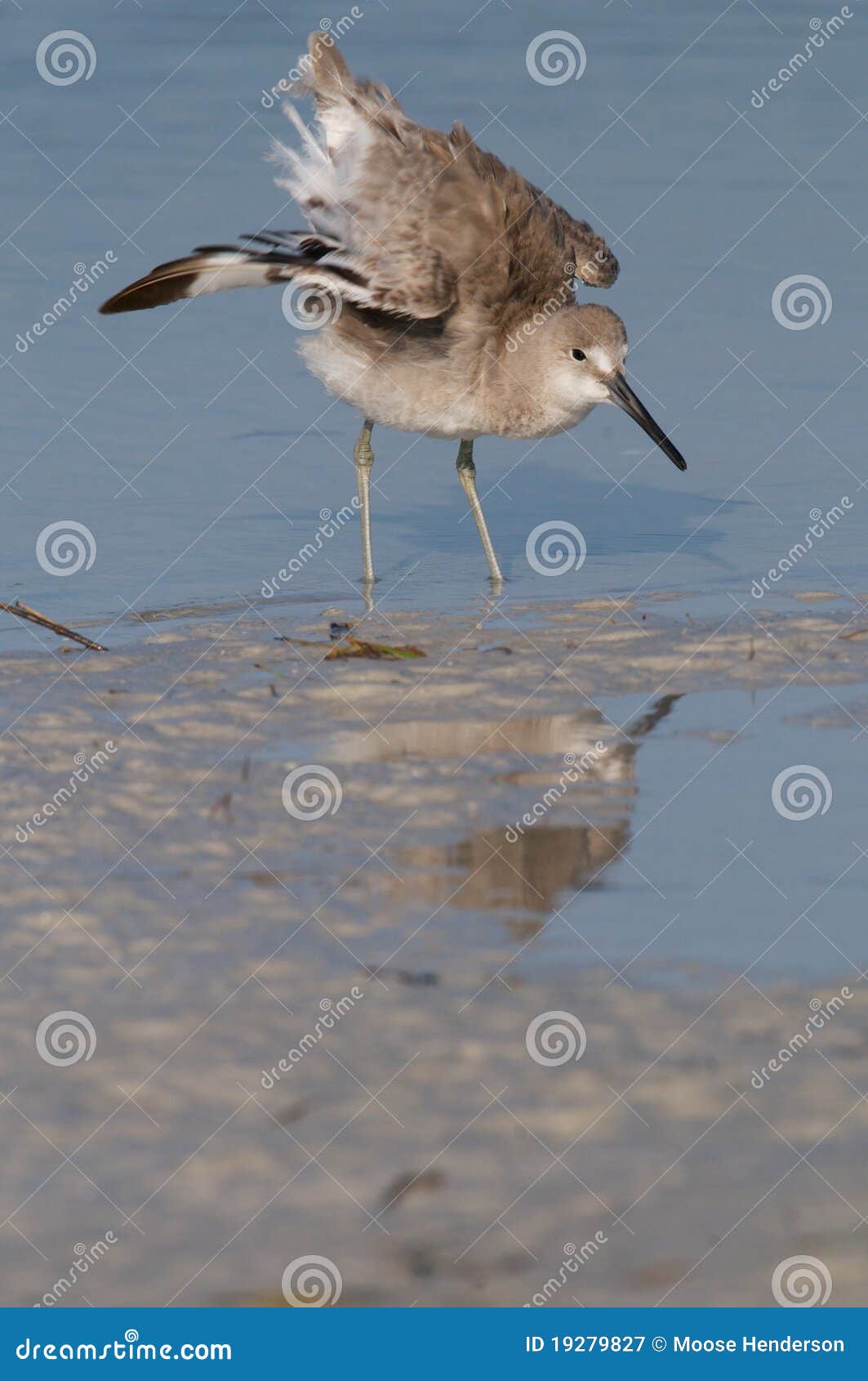 Eastern Willet Stretching Wings Stock Image - Image of wildlife ...