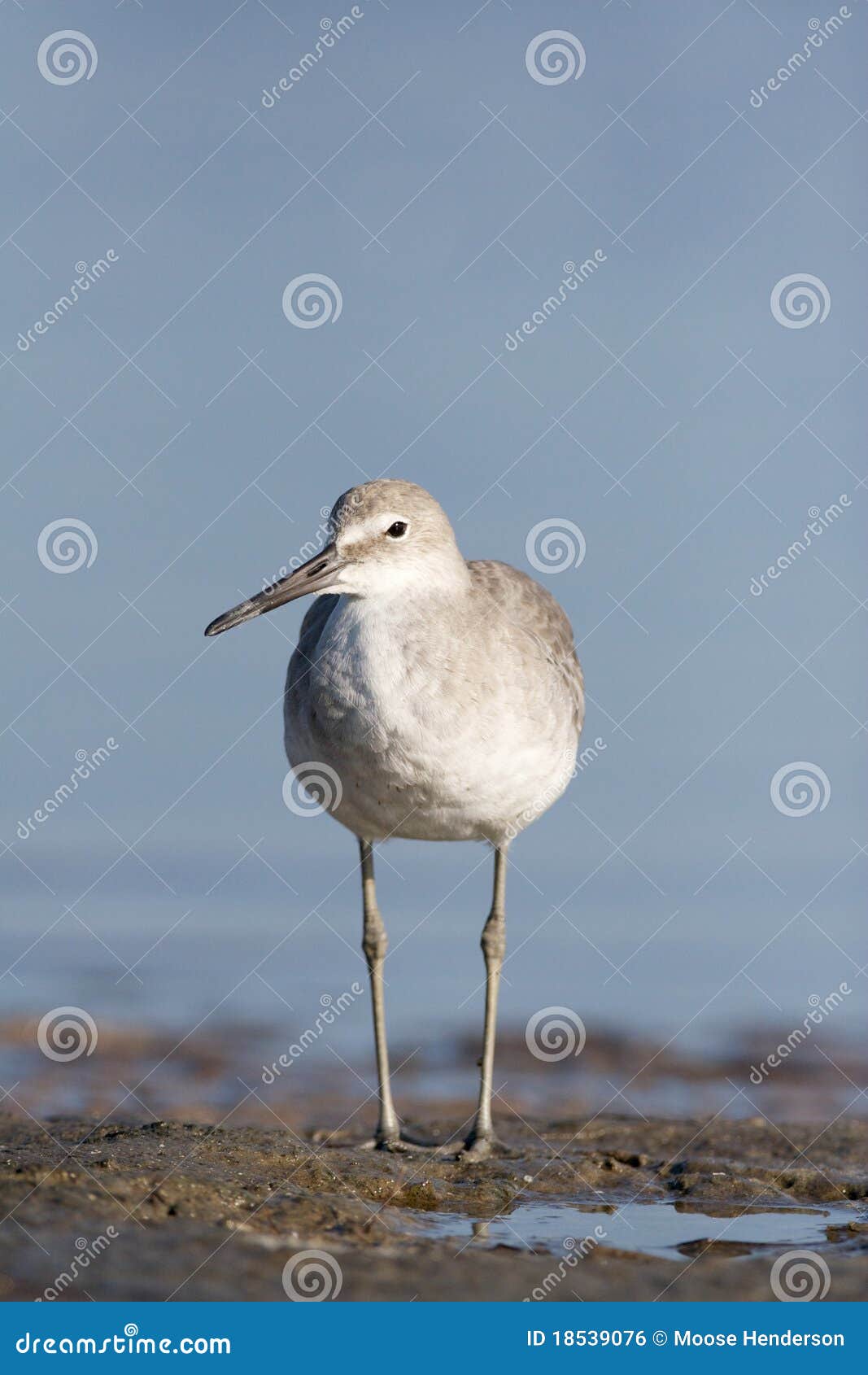 Eastern Willet, Tringa Semipalmata Stock Photo - Image of ...