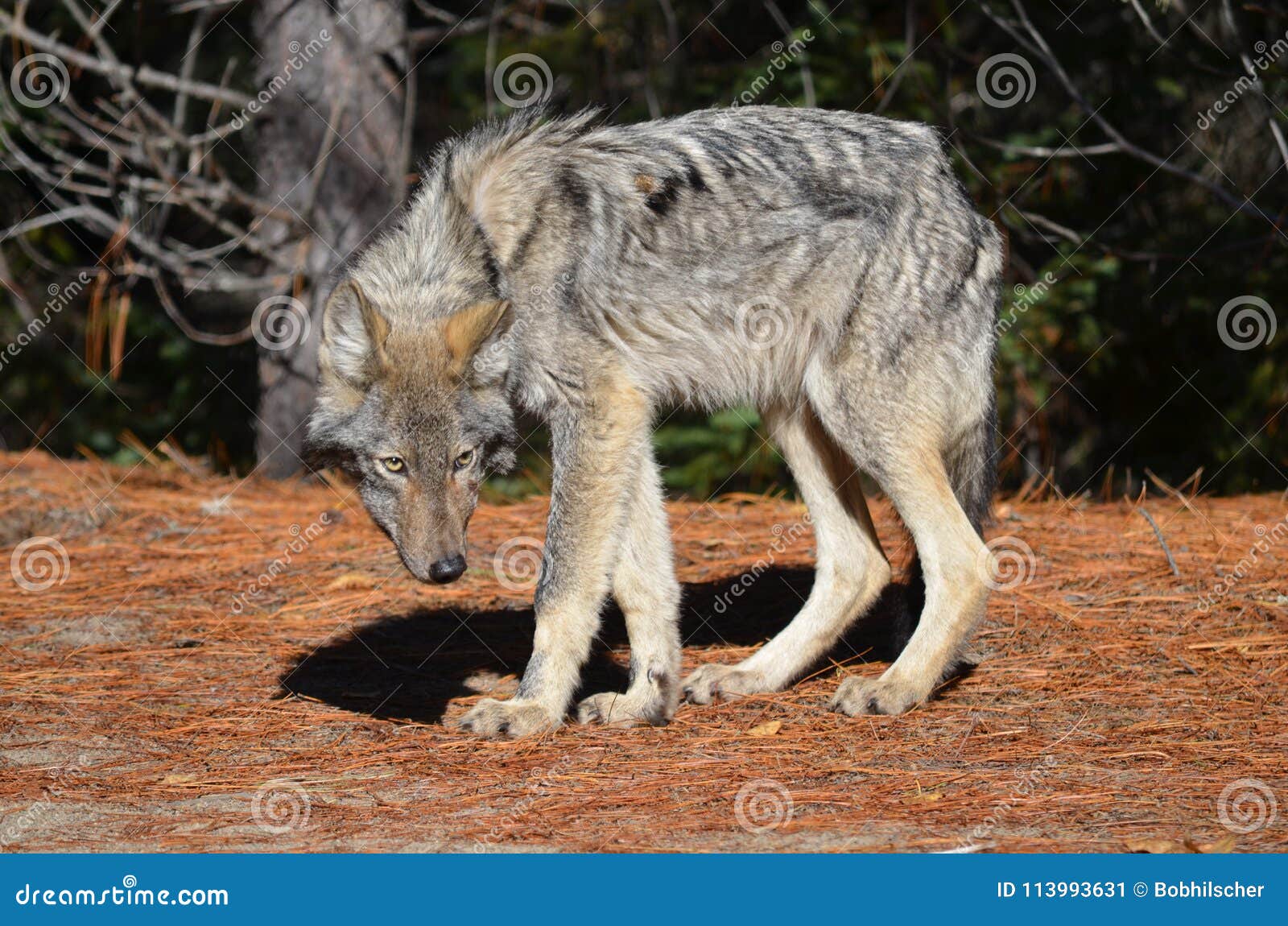 Eastern Wolf stock image. Image of wildlife, beauty - 113993631