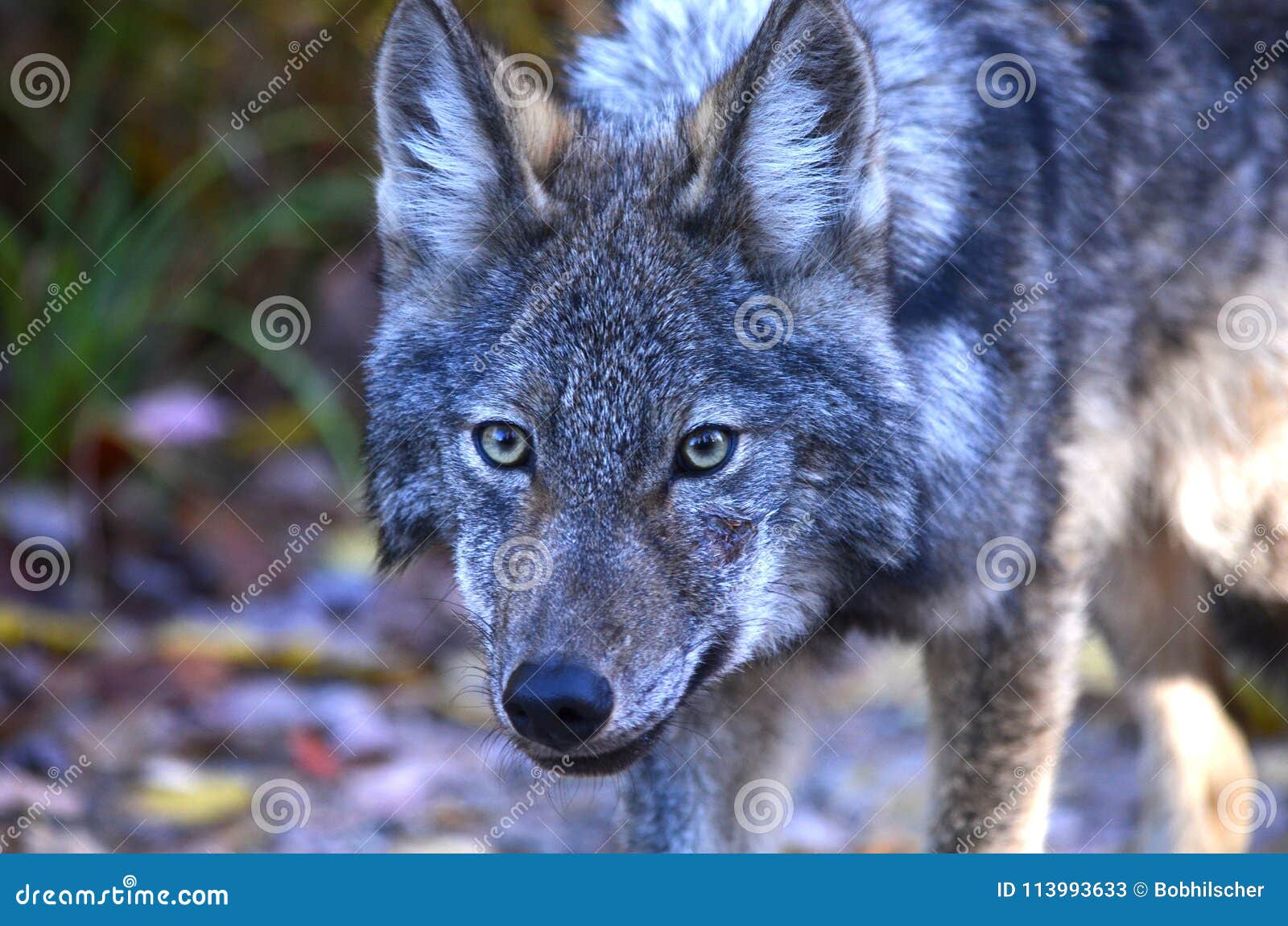 Eastern Wolf stock image. Image of algonquin, nature - 113993633