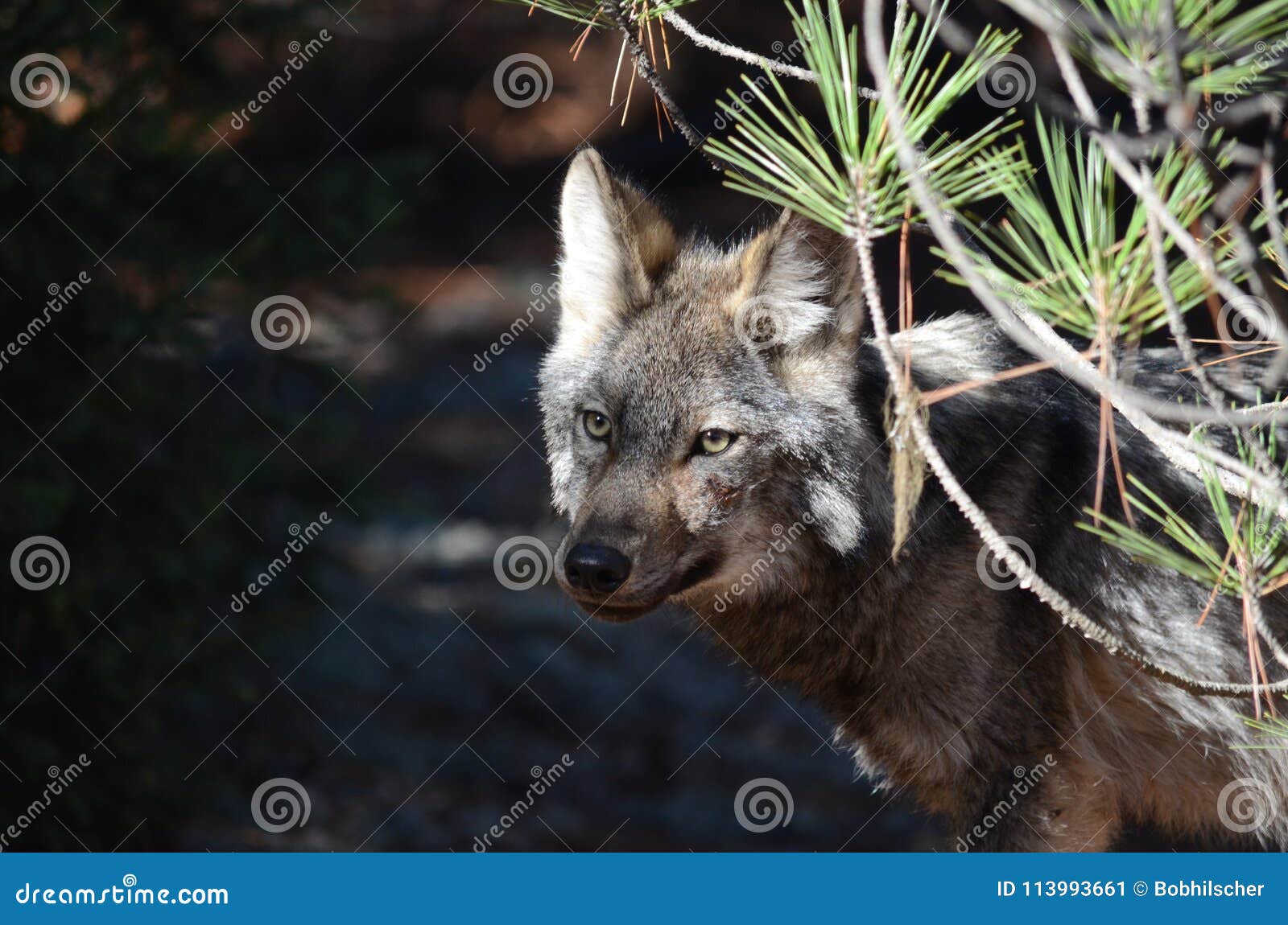 Eastern Canadian Wolf