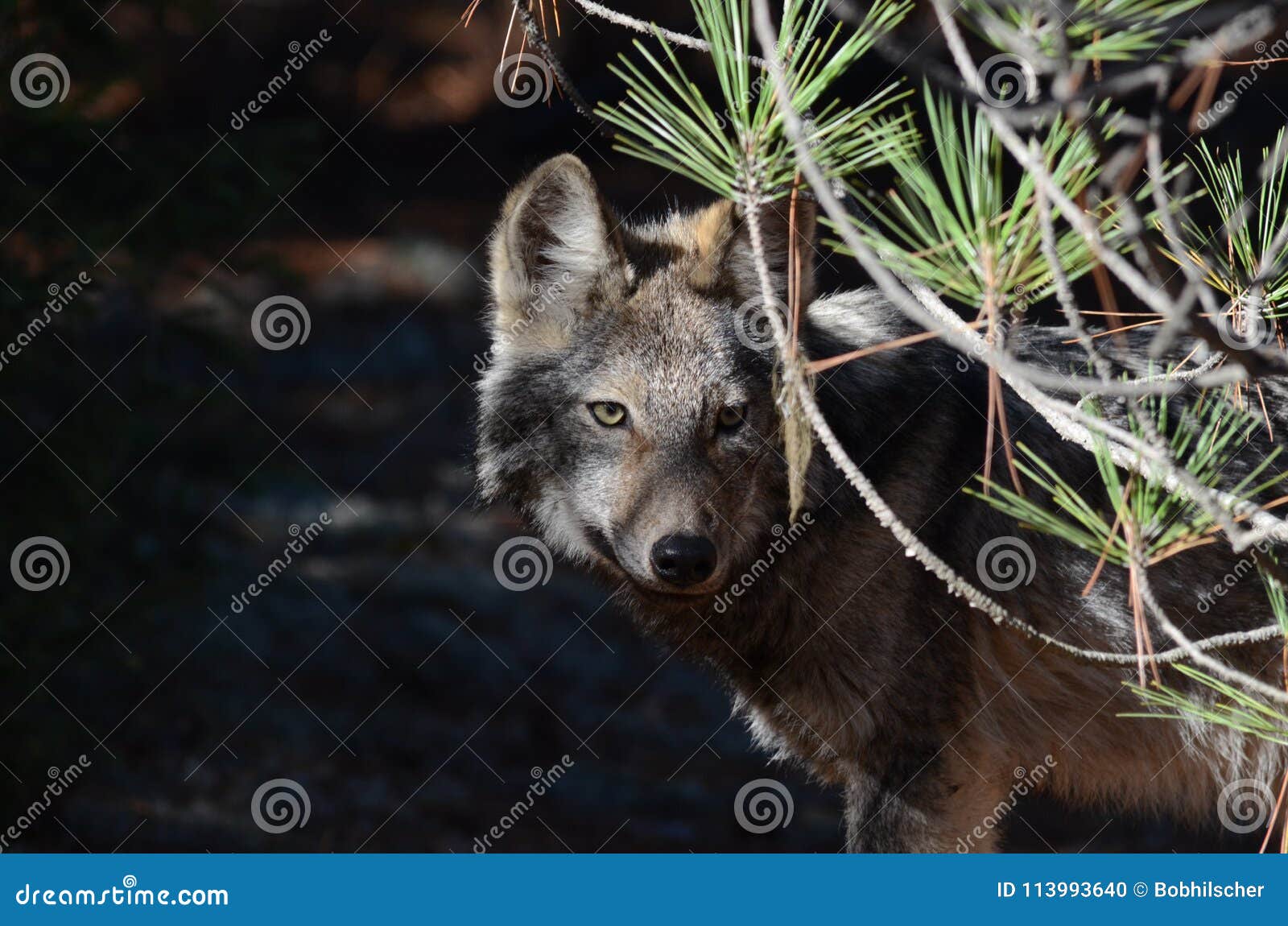Eastern Wolf stock photo. Image of color, woodland, natural - 113993640
