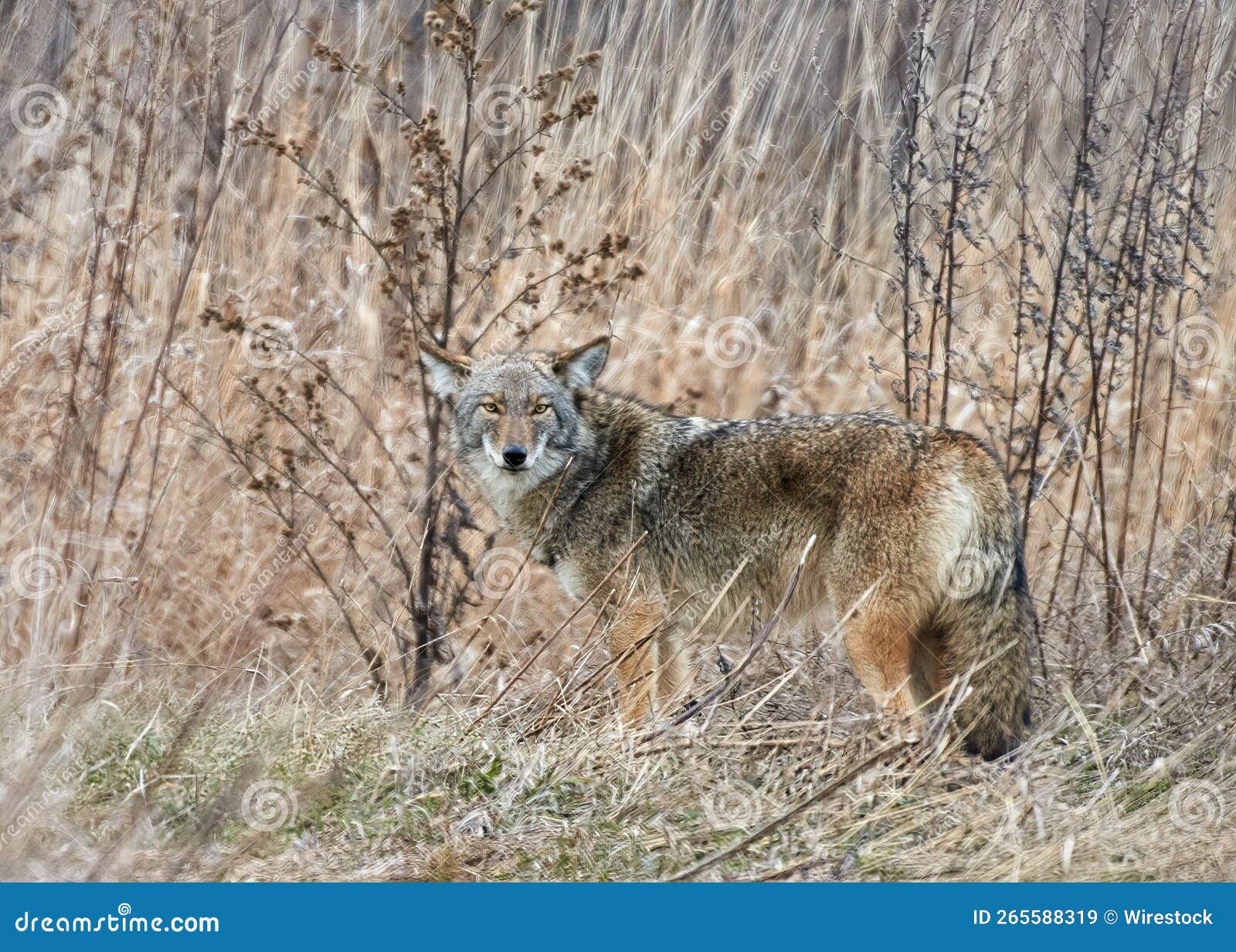 Eastern Wolf Spotted in the Jungle Looking at the Camera Stock Image ...