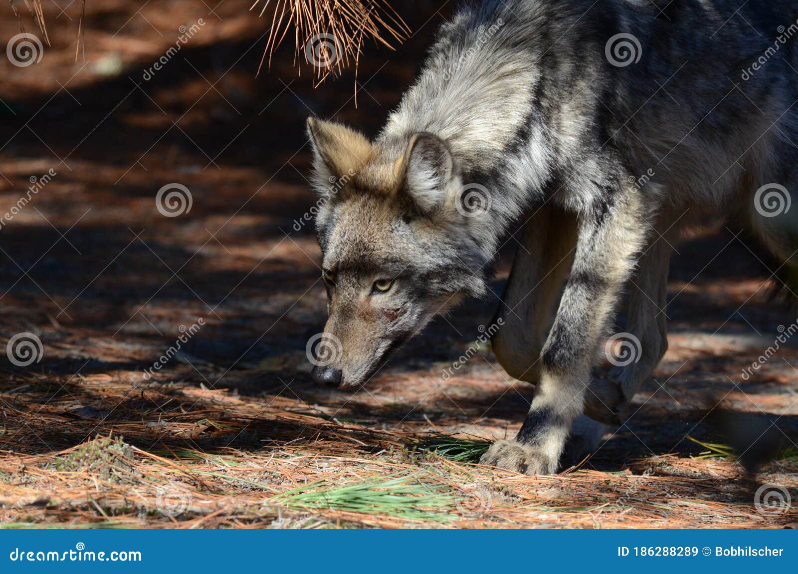Eastern Wolf in the Wilderness Stock Image - Image of portrait, ontario ...