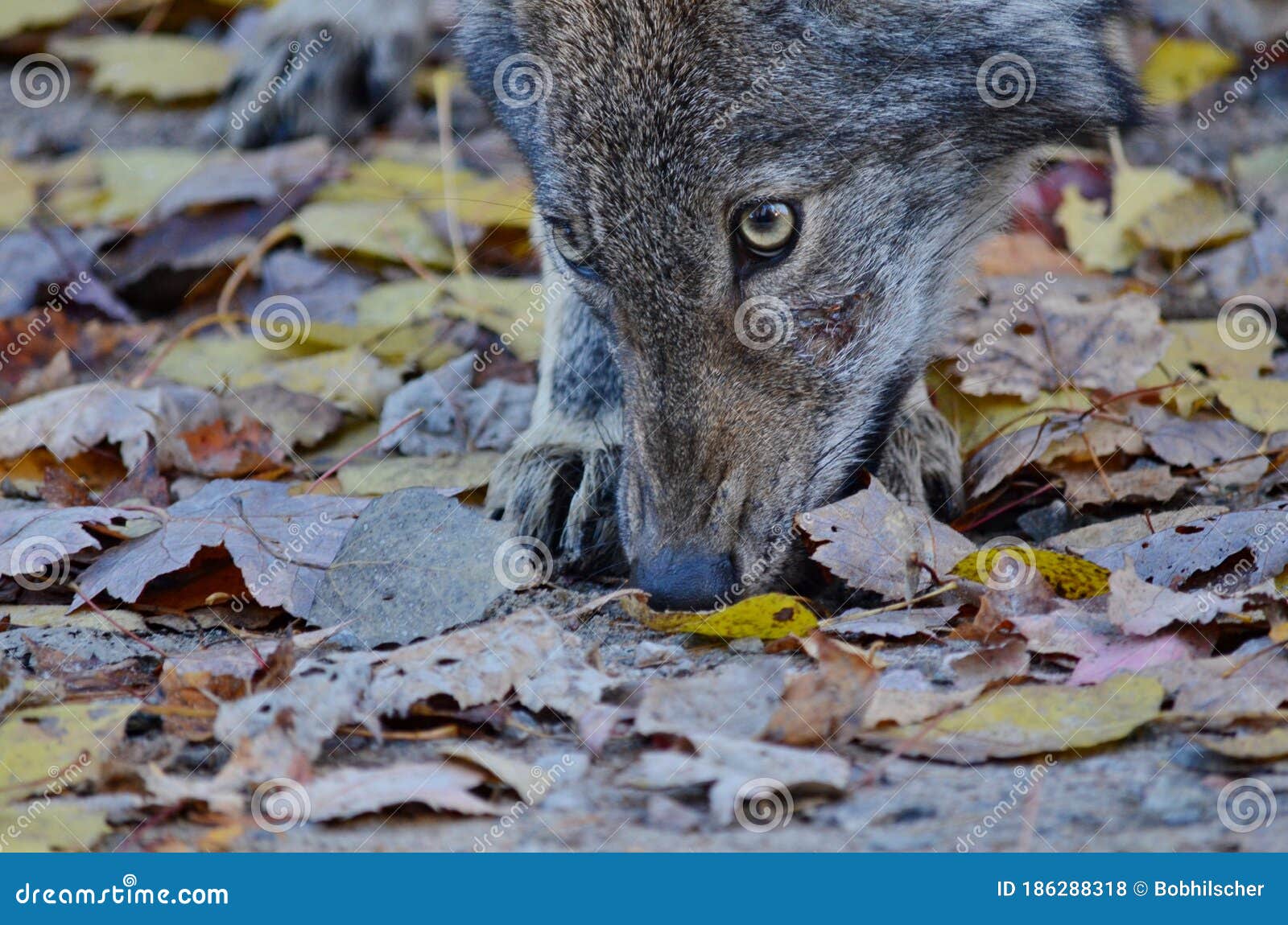 Eastern Wolf in the Wilderness Stock Photo - Image of snout, animals ...