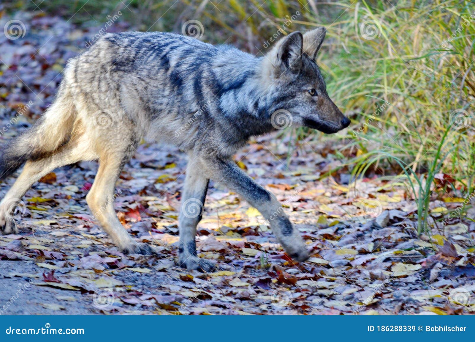 Eastern Wolf in the Wilderness Stock Image - Image of canine, animal ...