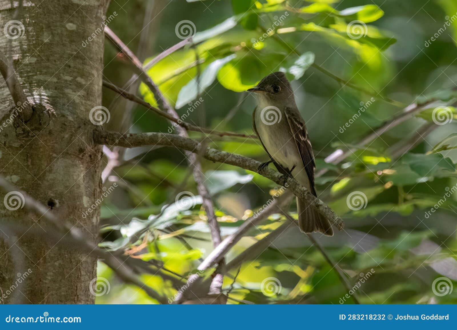 Eastern Wood Peewee on Tree Branch Stock Photo - Image of flycatcher ...